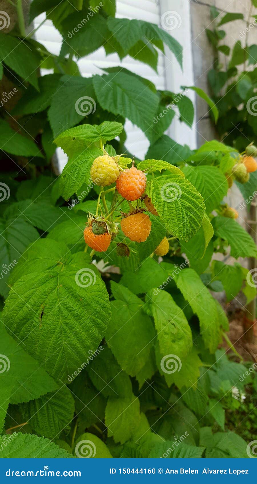 Delifruit stock photo. Image of nature, raspberry, fruit - 150444160