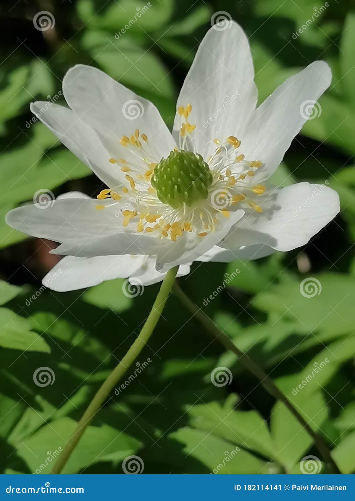 Delight Single White Wildflower Stock Image - Image of blossom, single ...