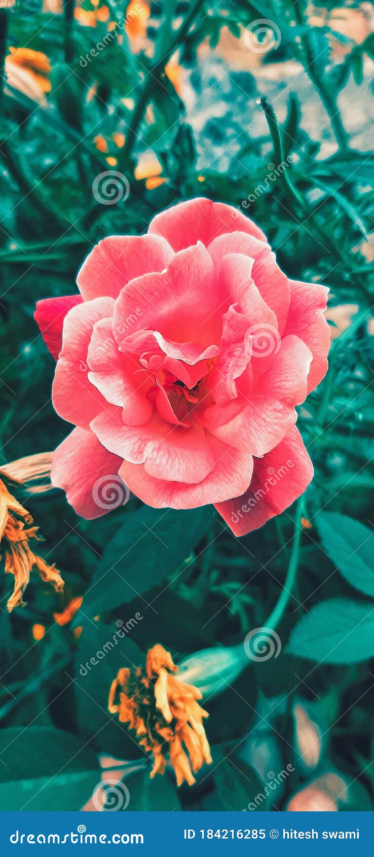 A delightful rose flower stock image. Image of rose - 184216285