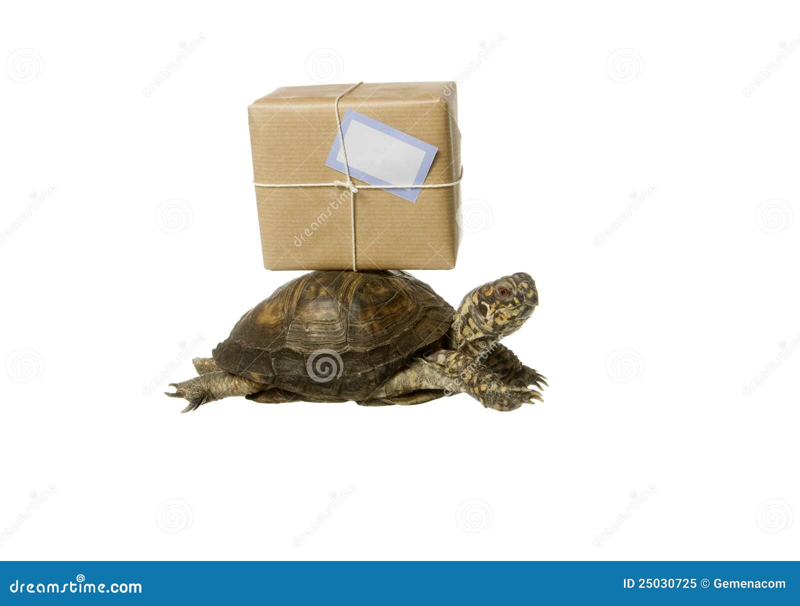 Delivery Turtle Stock Image | CartoonDealer.com #25030699