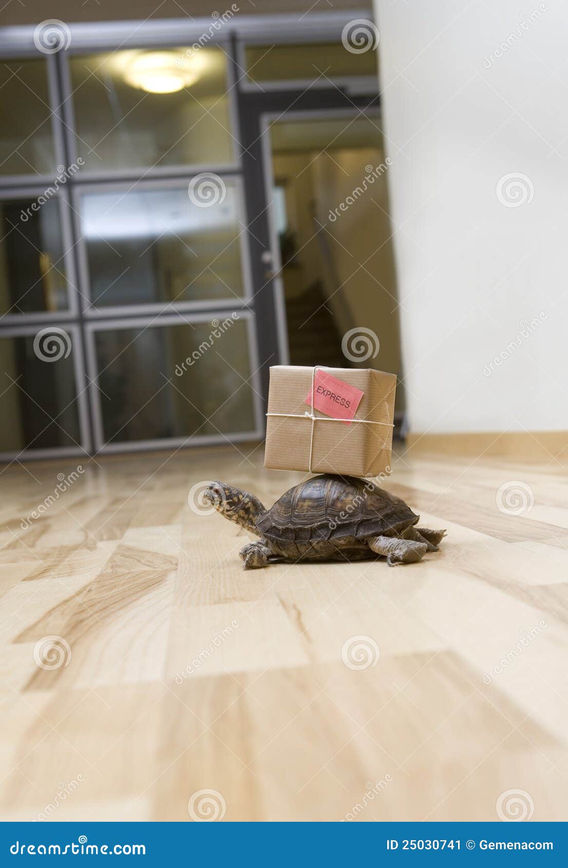 Delivery Turtle Stock Image | CartoonDealer.com #25030699
