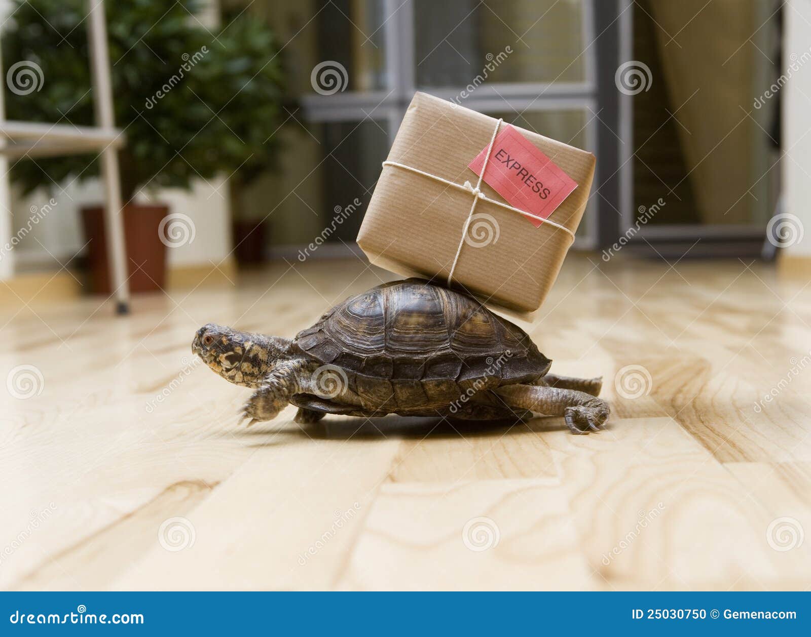 Delivery Turtle Stock Image | CartoonDealer.com #25030699