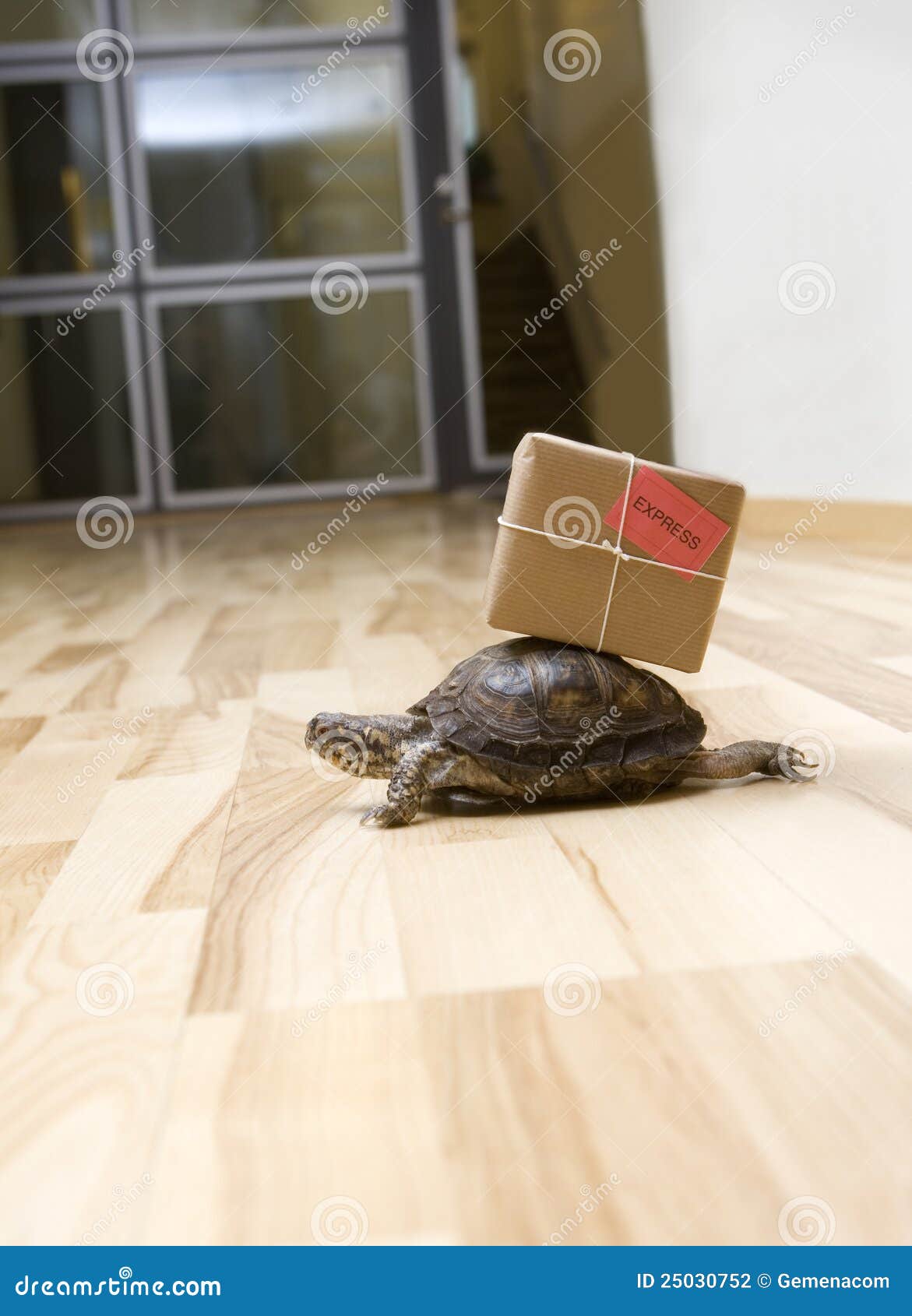Delivery Turtle stock photo. Image of speed, turtle, cardboard - 25030752
