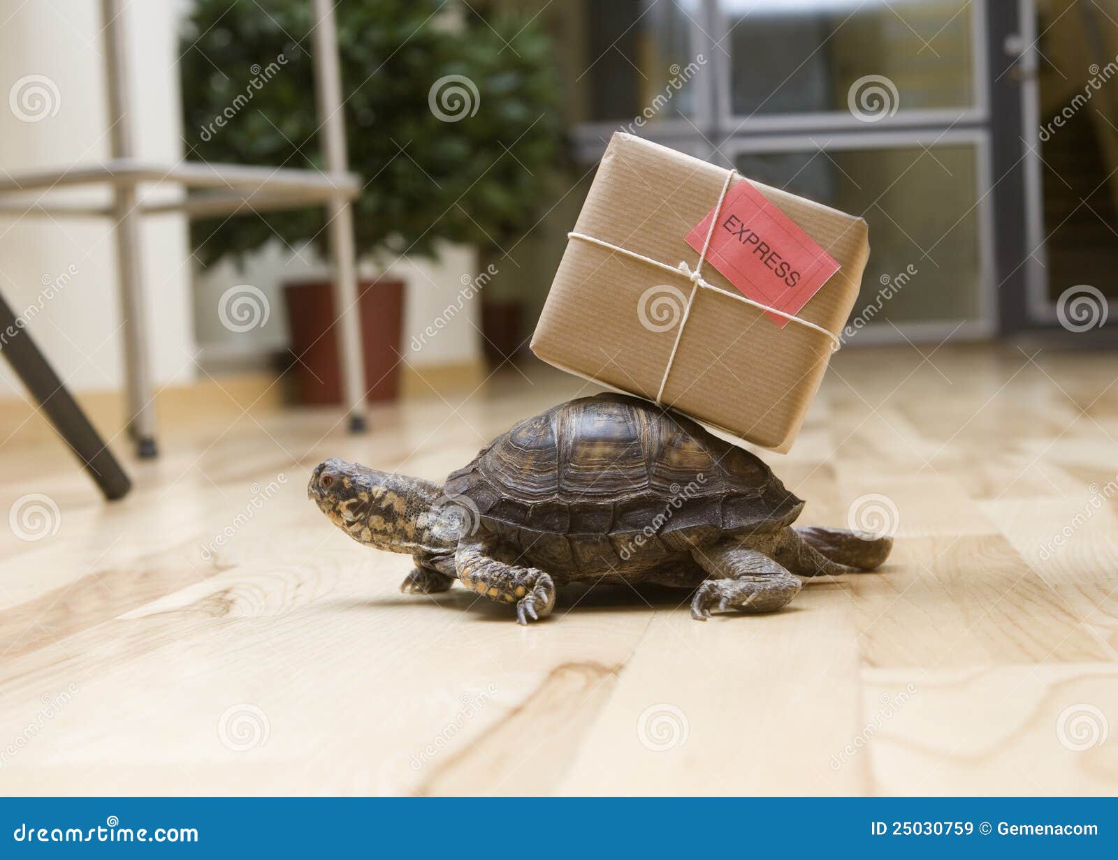 Delivery Turtle stock image. Image of three, tortoise - 25030759