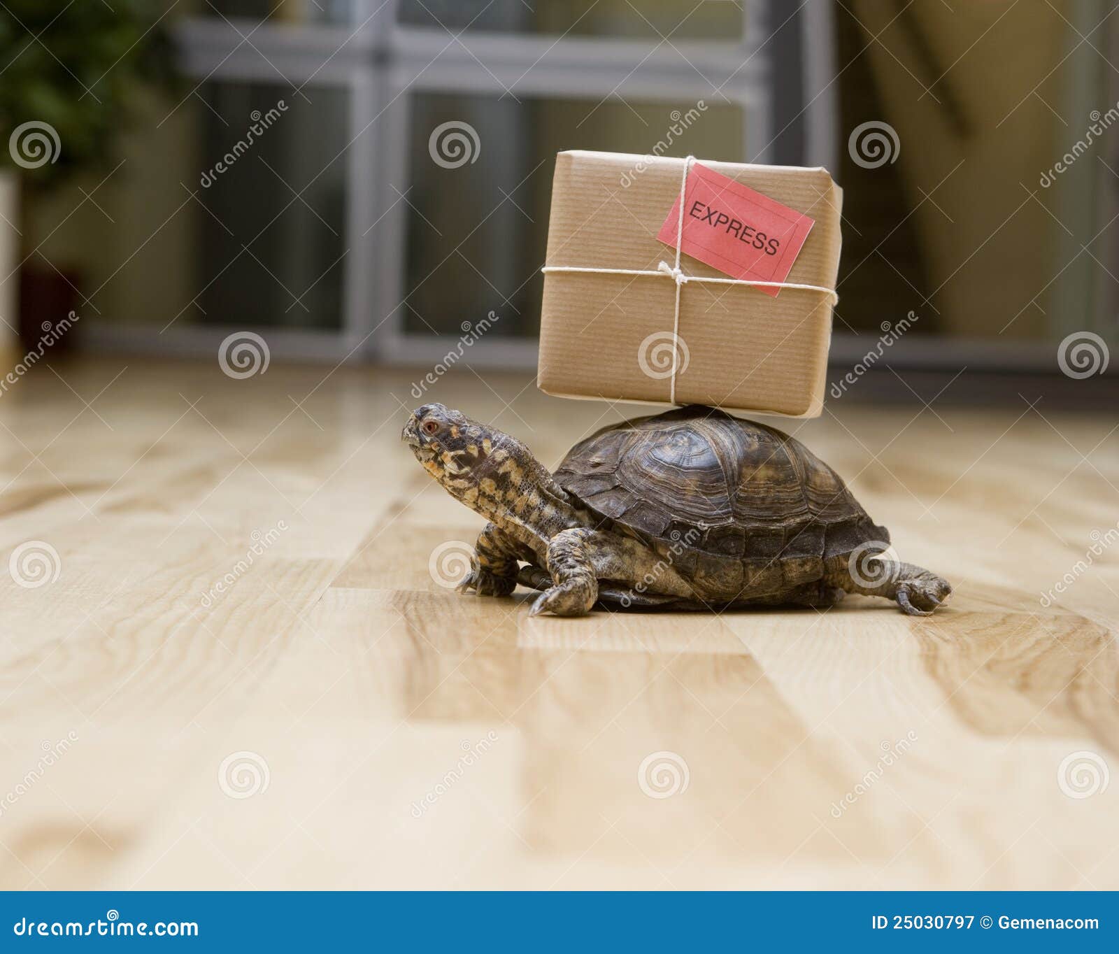 Delivery Turtle Stock Image | CartoonDealer.com #25030699