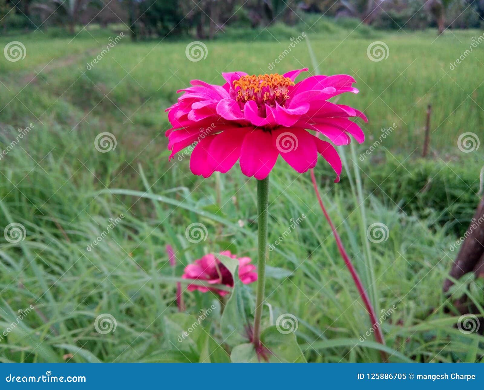 Deliya стоковое изображение. изображение насчитывающей цветки - 125886705