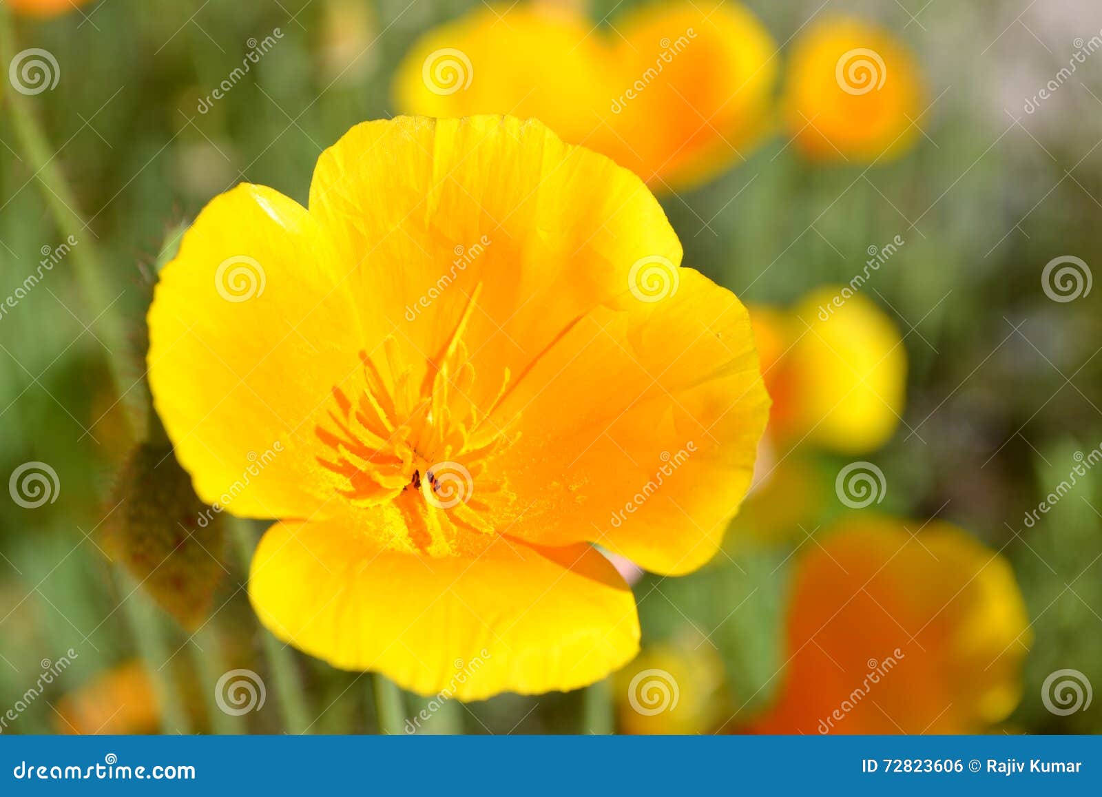 Deliya Flower single stock photo. Image of flower, fool - 72823606