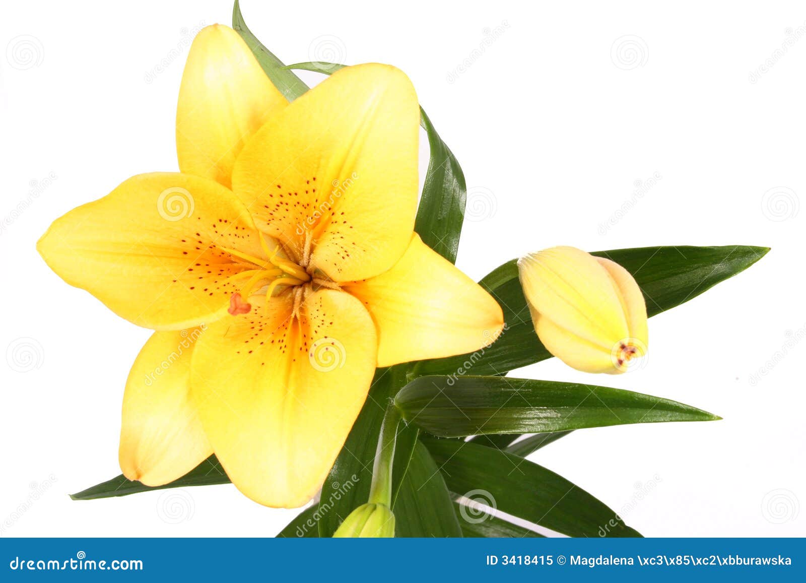 Dell'arancio Fiore Lilly Sulla B Bianca Immagine Stock - Immagine di ...