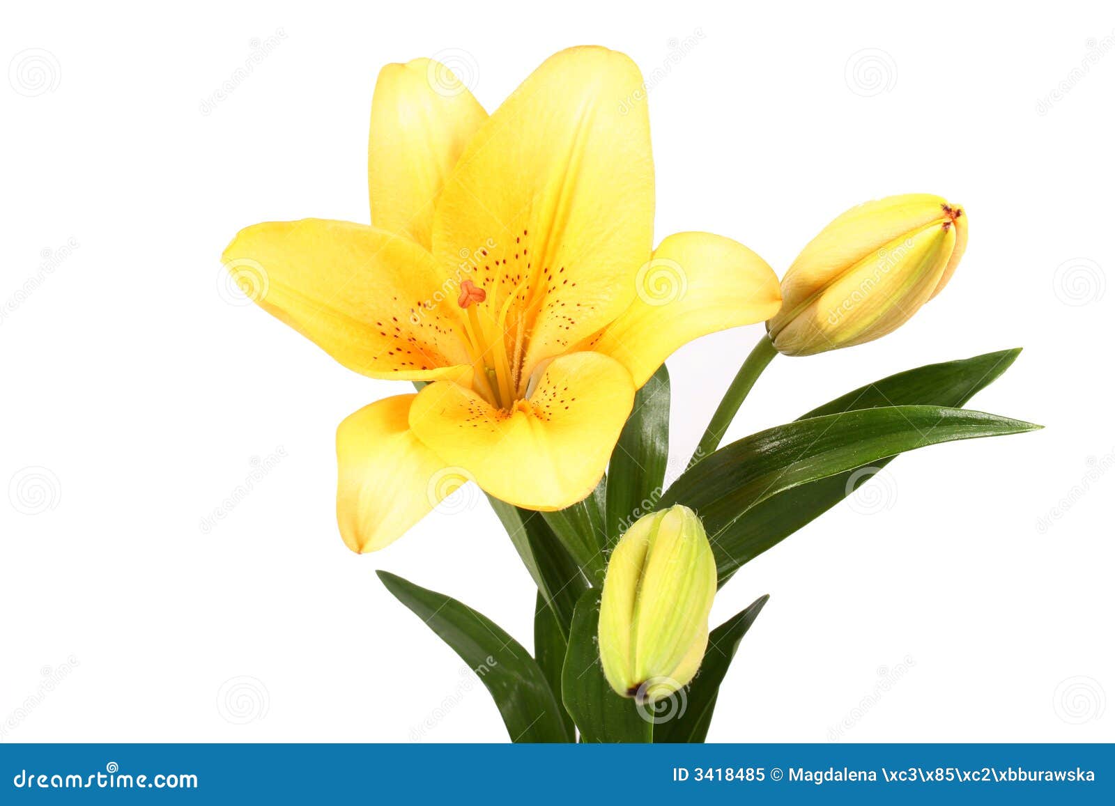 Dell'arancio Fiore Lilly Sulla B Bianca Immagine Stock - Immagine di ...