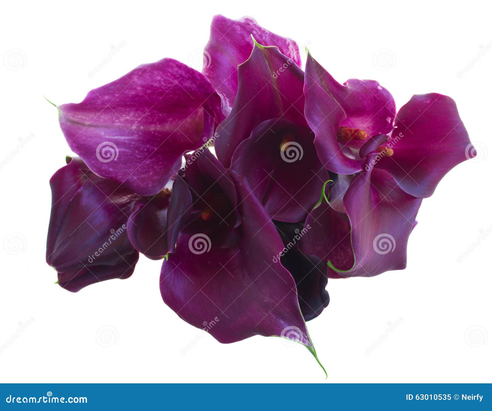 Della calla fiori lilly immagine stock. Immagine di sfondo - 63010535