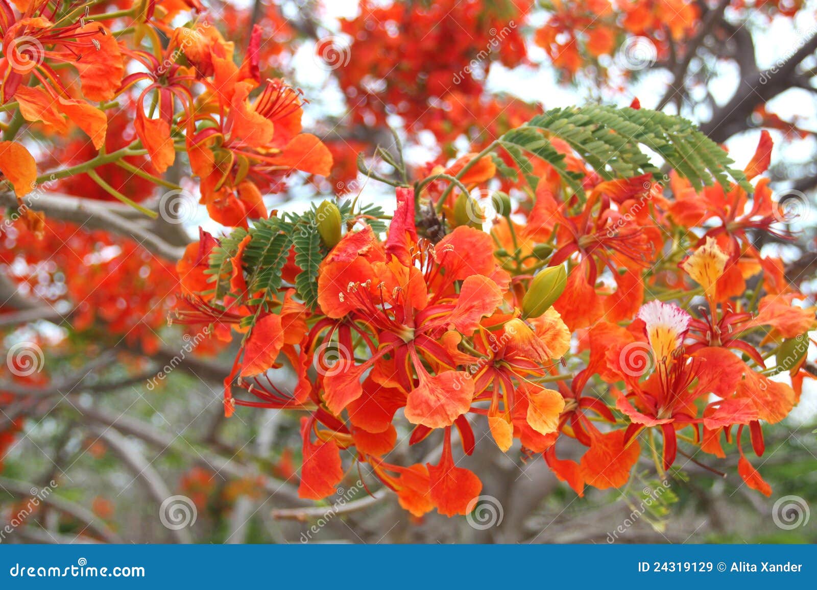 Delonix Regia stock image. Image of bloom, contrast, outdoor - 24319129