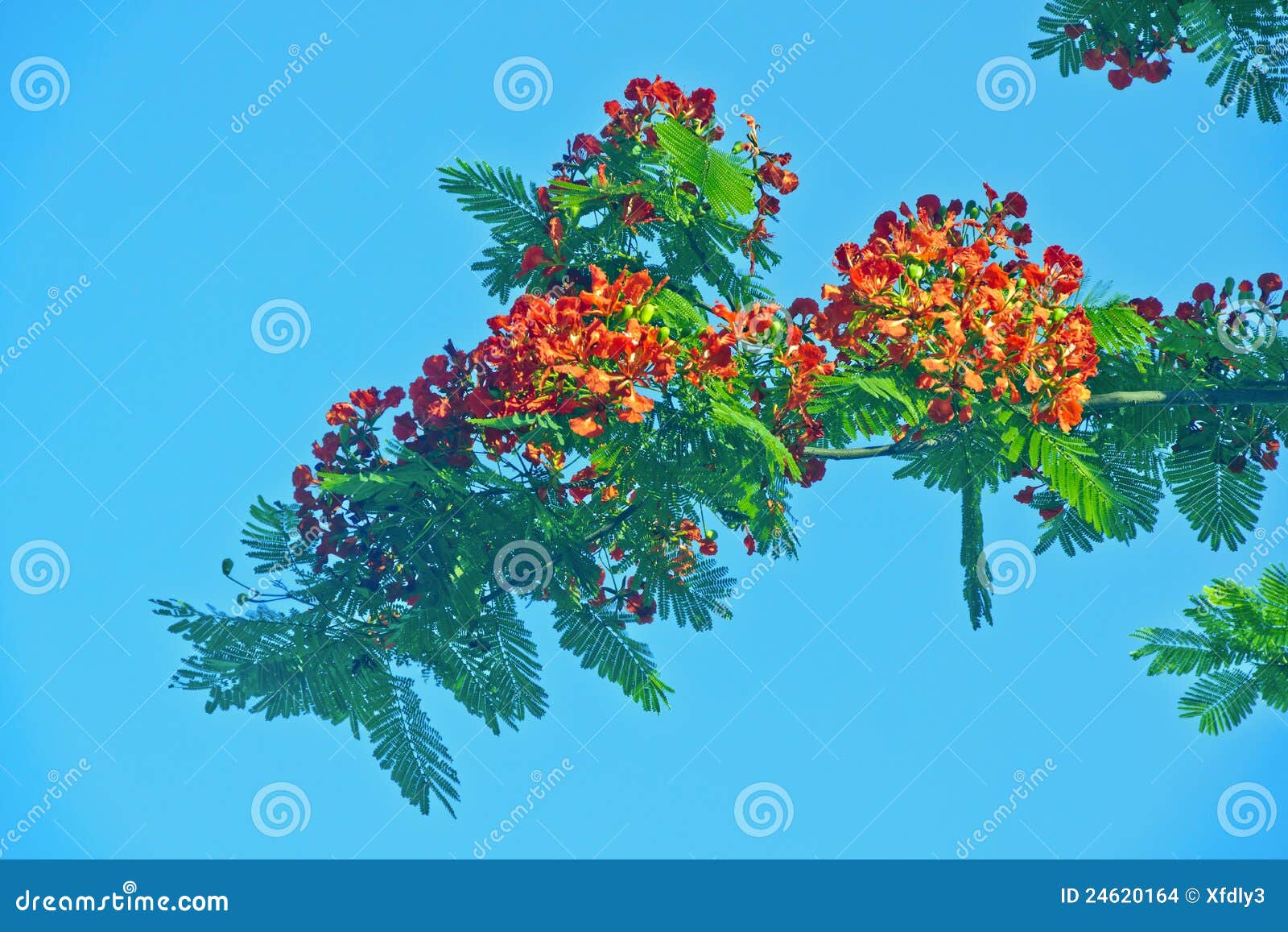 Delonix regia stock photo. Image of protection, plants - 24620164