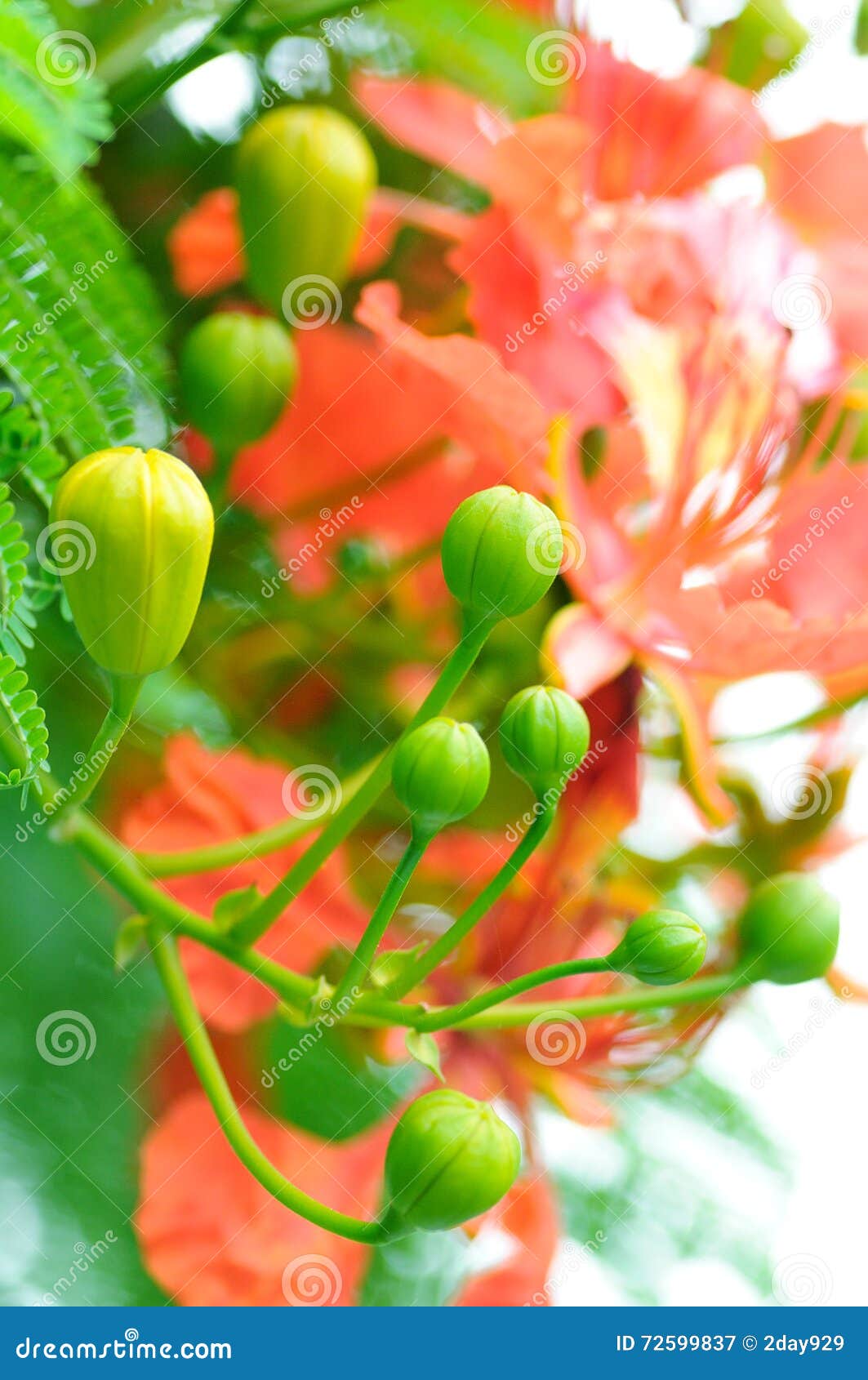 Delonix Regia - Split Seed Pod Stock Image | CartoonDealer.com #104608291