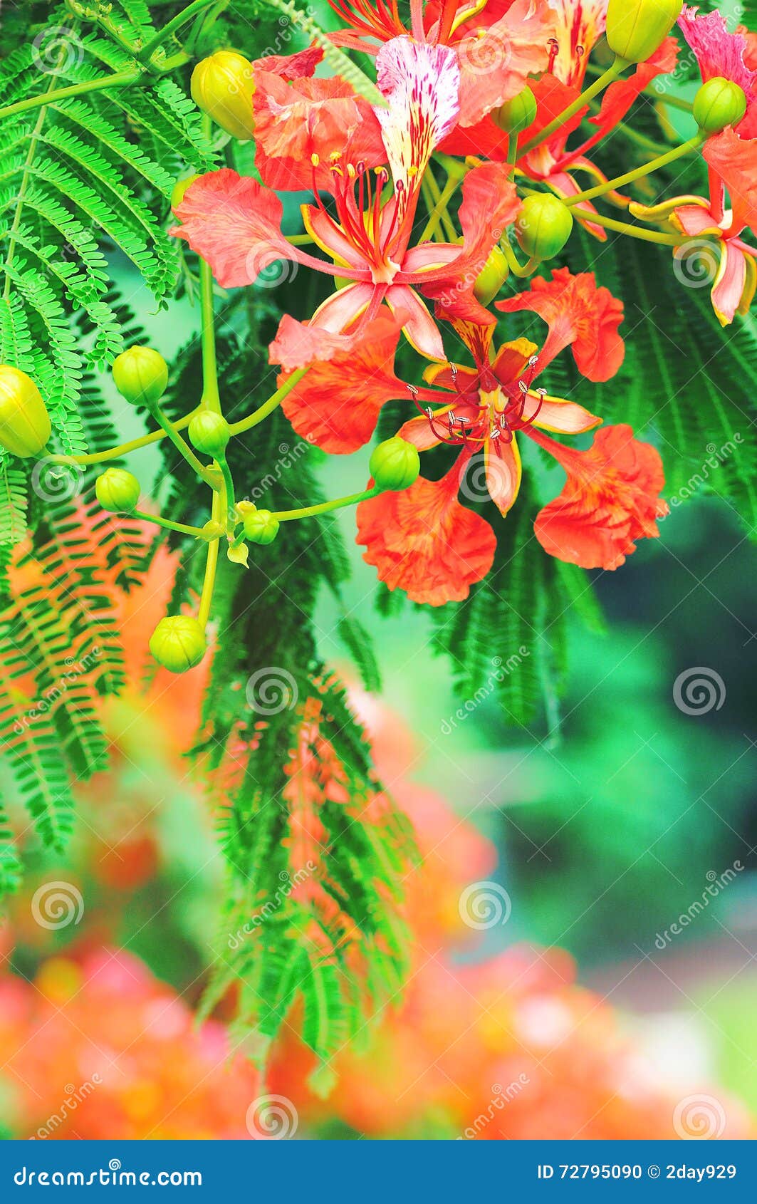 Delonix Regia (Royal Poinciana) Seed Royalty-Free Stock Photo ...