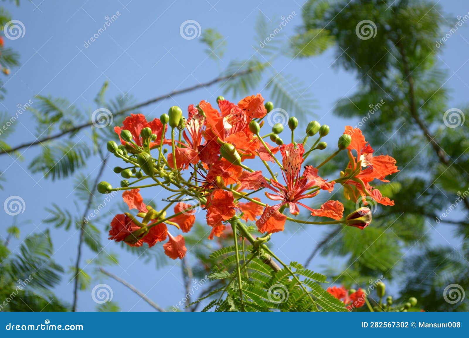 Delonix Regia Flower in Nature Garden Stock Photo - Image of colorful ...