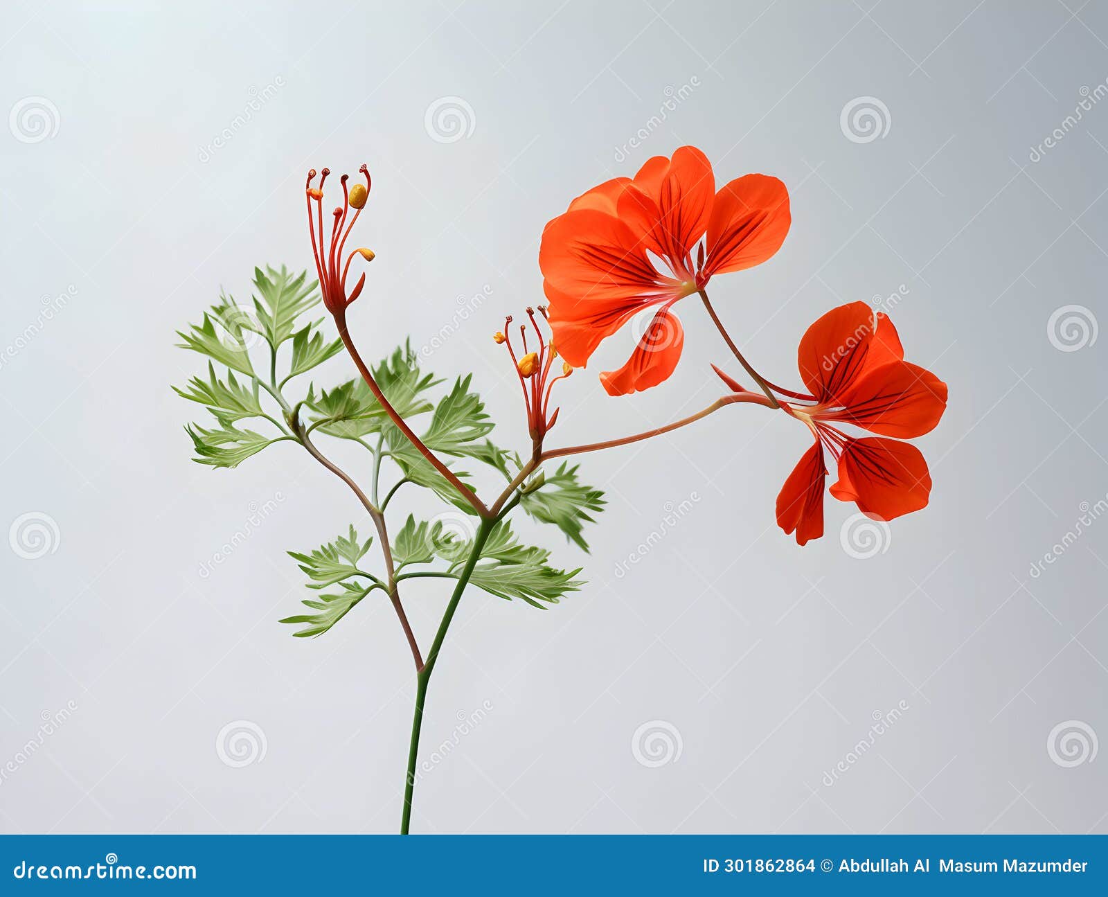 Delonix Regia Flower In Studio Background, Single Delonix Regia Flower ...