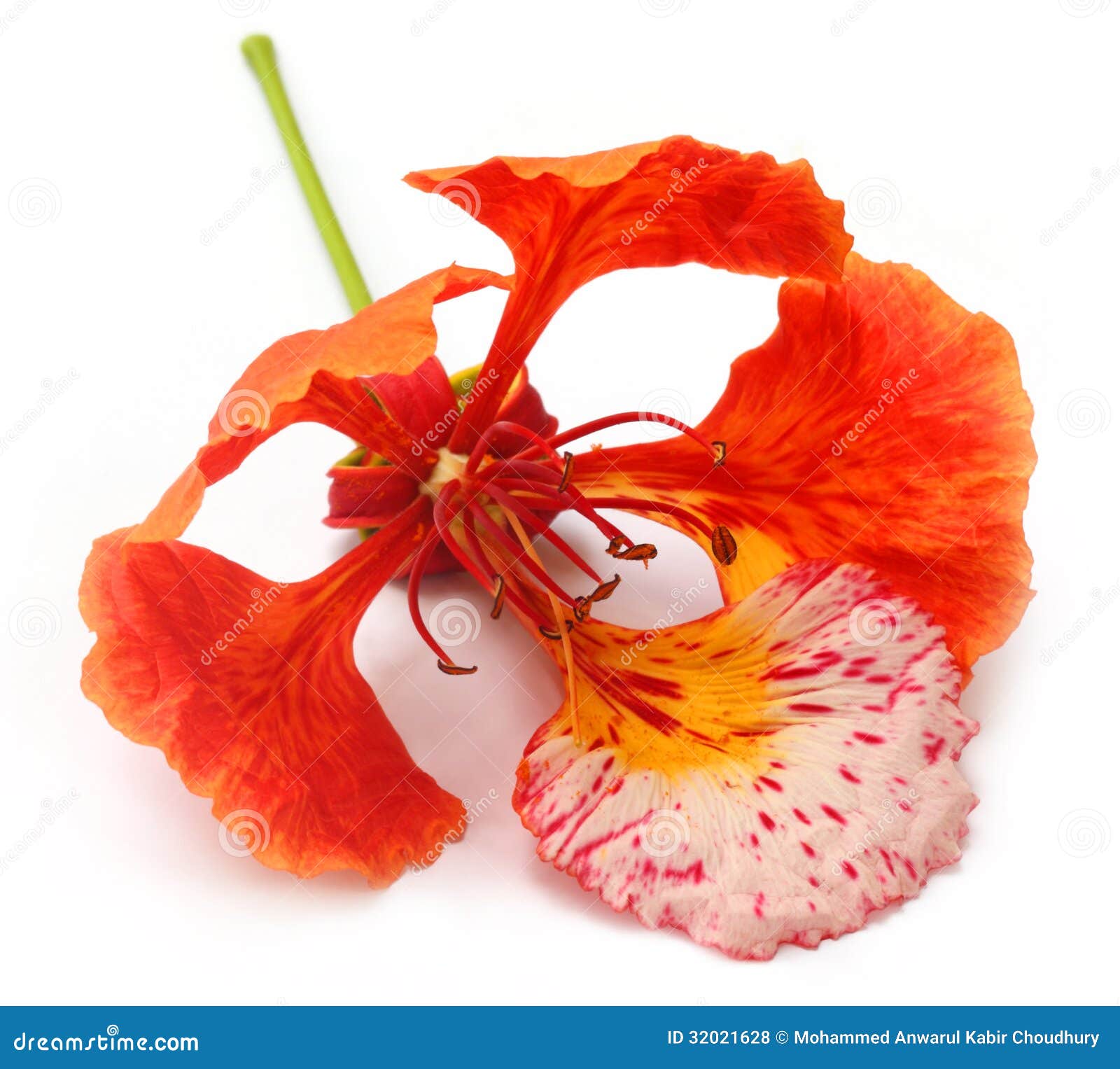 Delonix Regia Or Krishnachura With Green Leaves Royalty-Free Stock ...