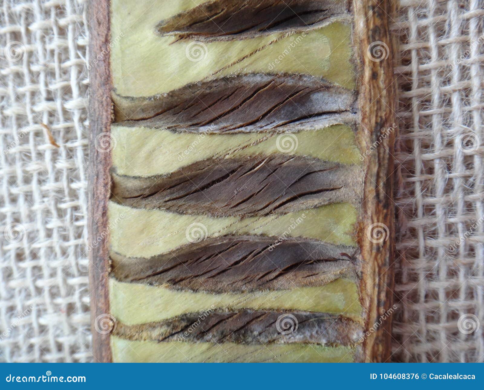 Delonix Regia - Split Seed Pod Stock Photo - Image of detail, beautiful ...