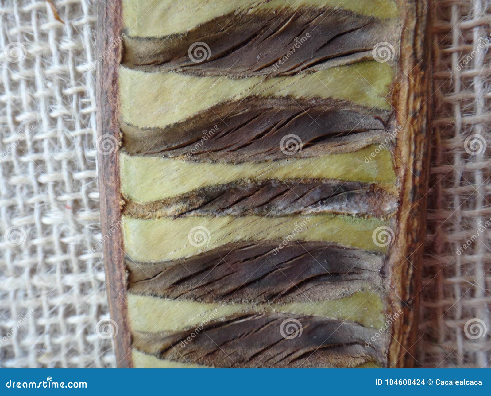 Delonix Regia - Split Seed Pod Stock Photo - Image of adornment ...