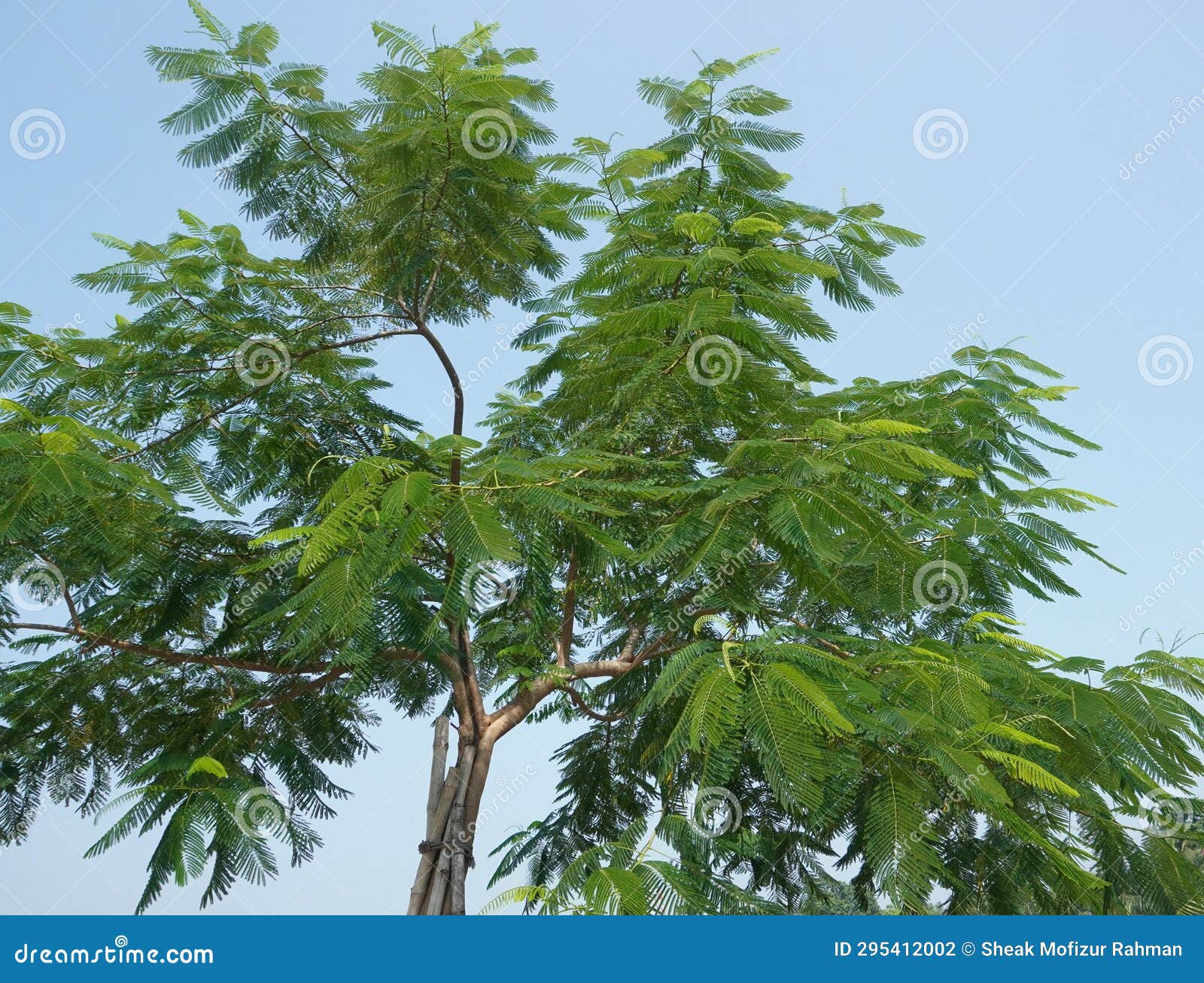 Delonix regia tree stock photo. Image of parts, flamboyant - 295412002