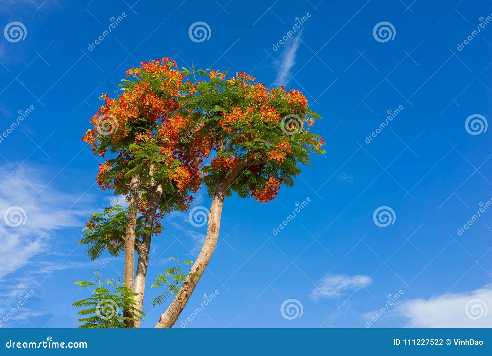 Delonix Regia Tree Phoenix Flower with Blue Stock Photo - Image of ...