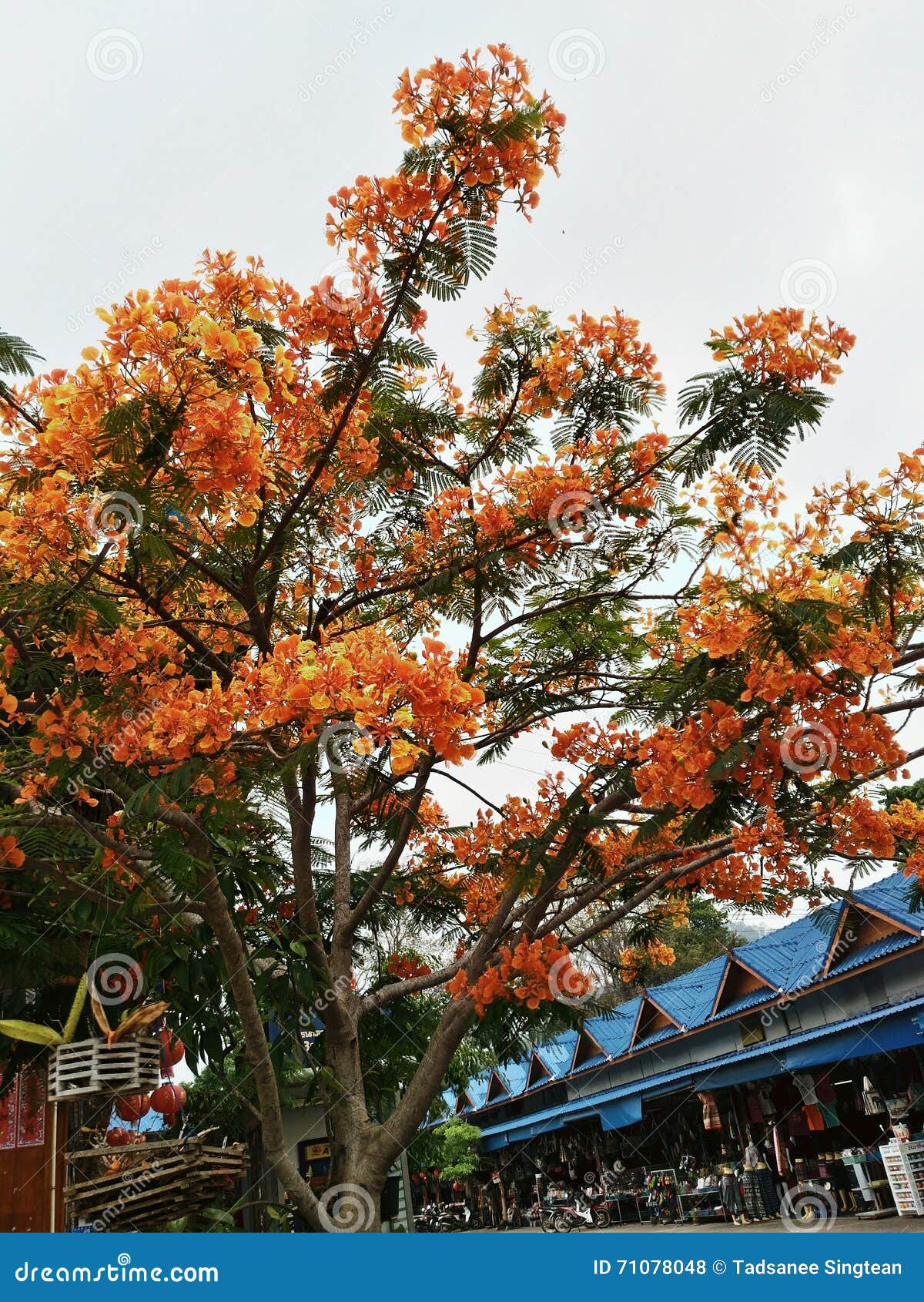 Delonix regia stock photo. Image of delonix, colors, regia - 71078048
