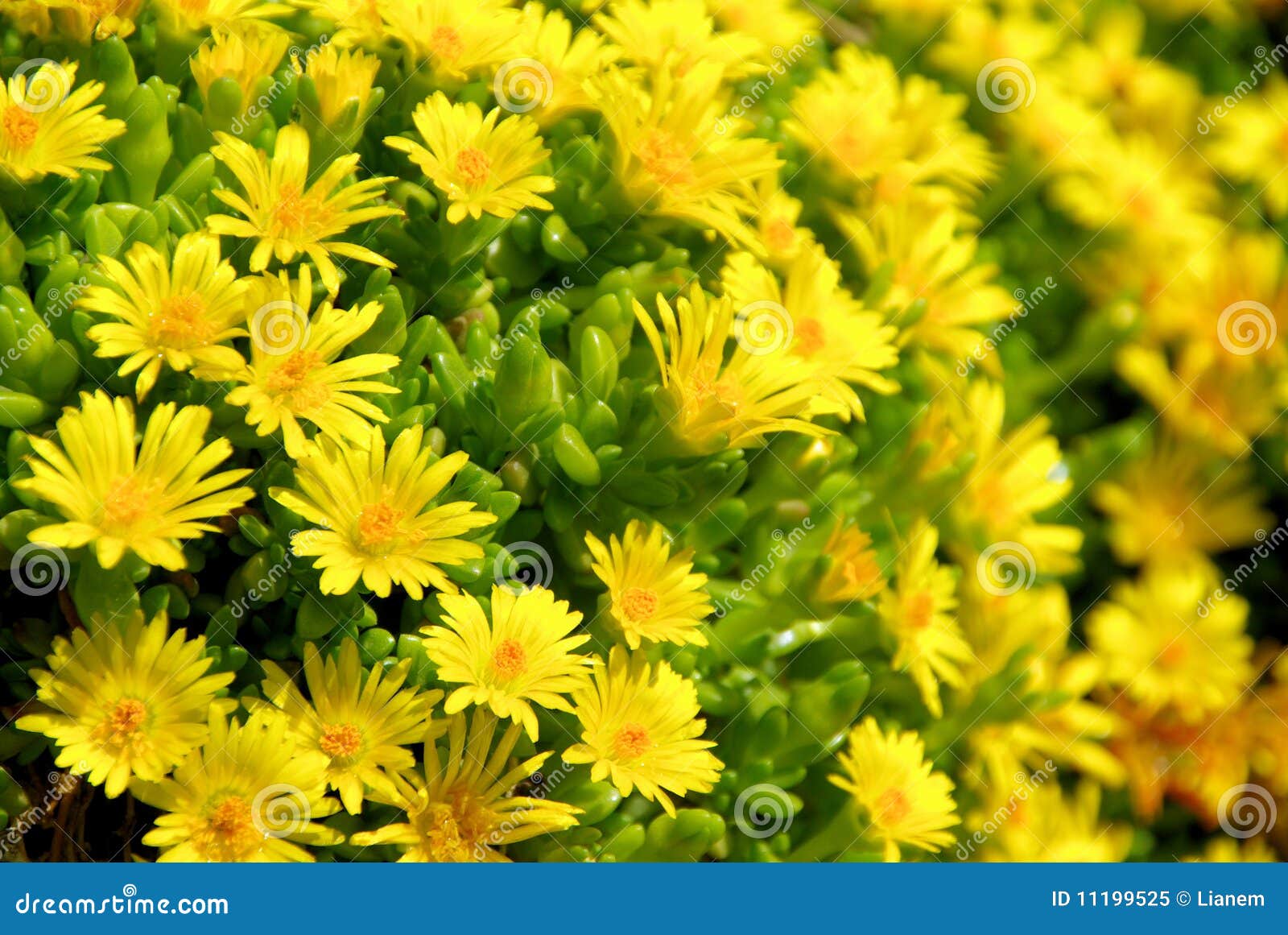 Delosperma yellow stock image. Image of succulent, detail - 11199525
