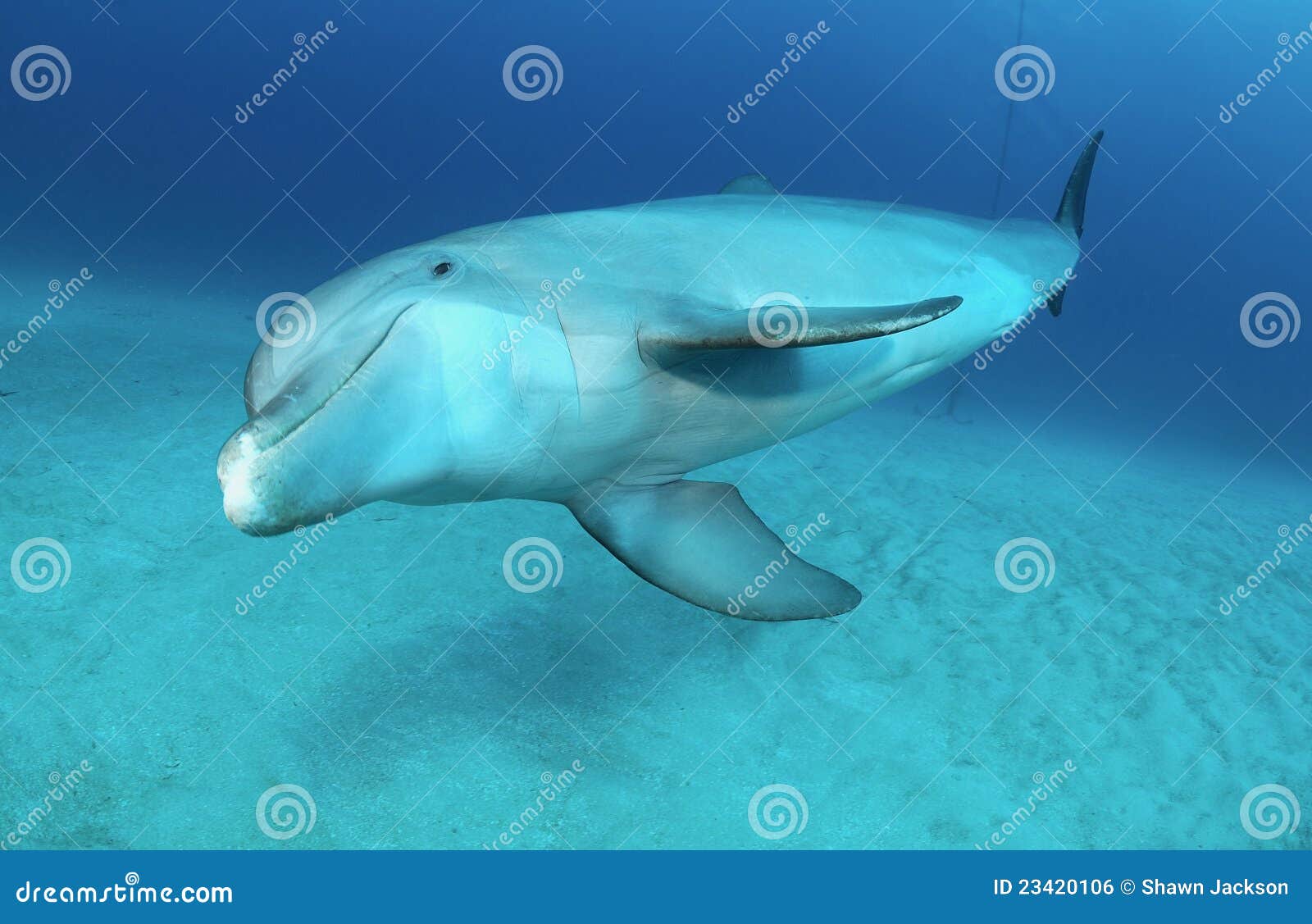 Delphin stockfoto. Bild von wekzeugspritze, marinesoldat - 23420106