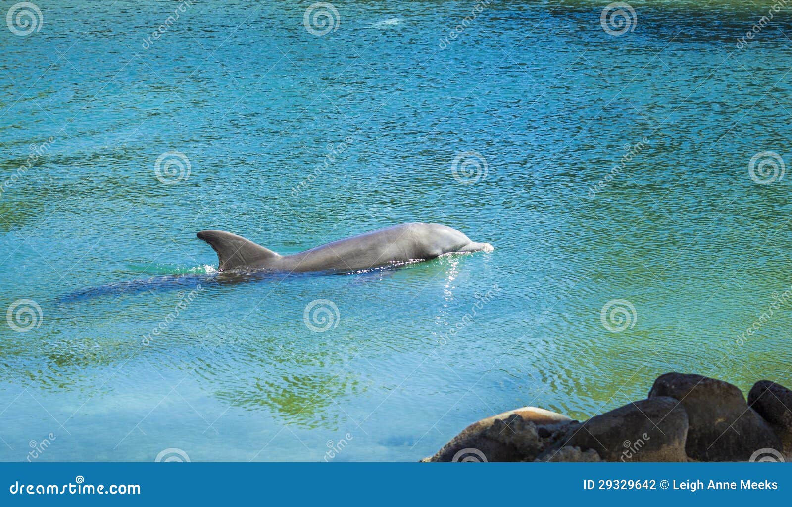 Delphin stockfoto. Bild von marinesoldat, flosse, pazifisch - 29329642