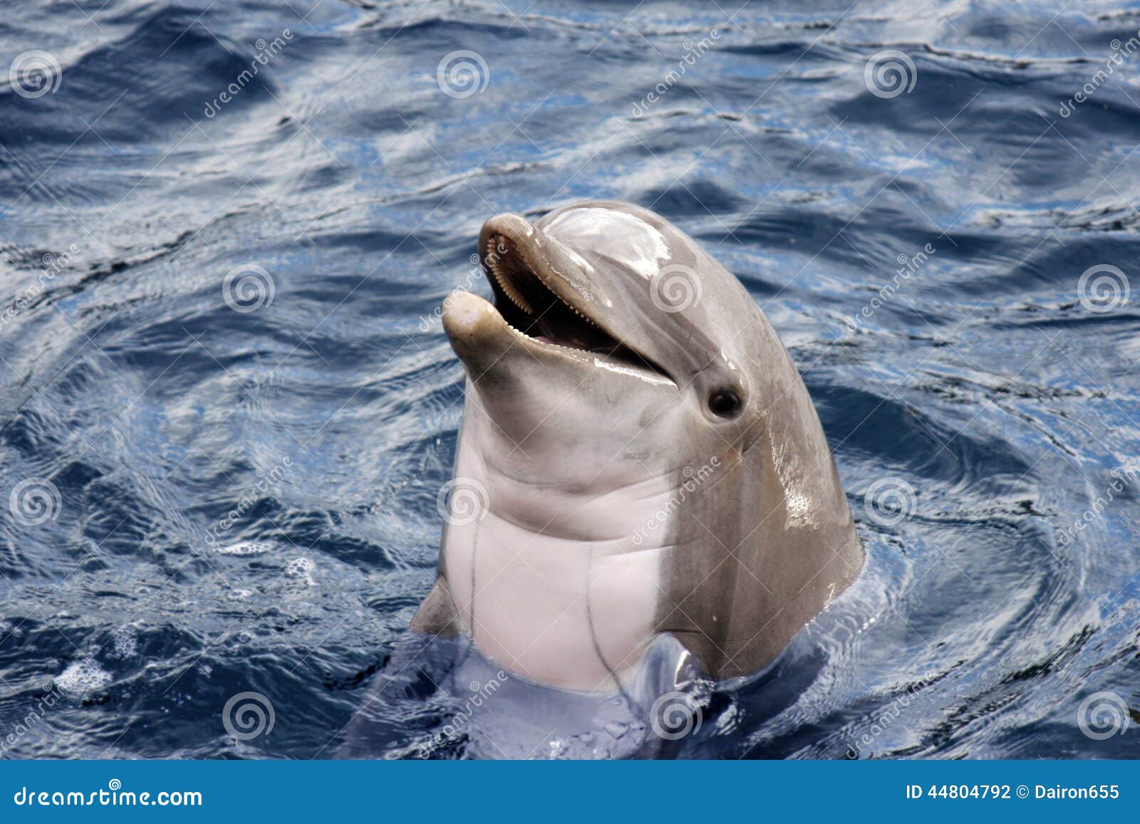 Delphin stockfoto. Bild von schauen, blau, glück, grau - 44804792