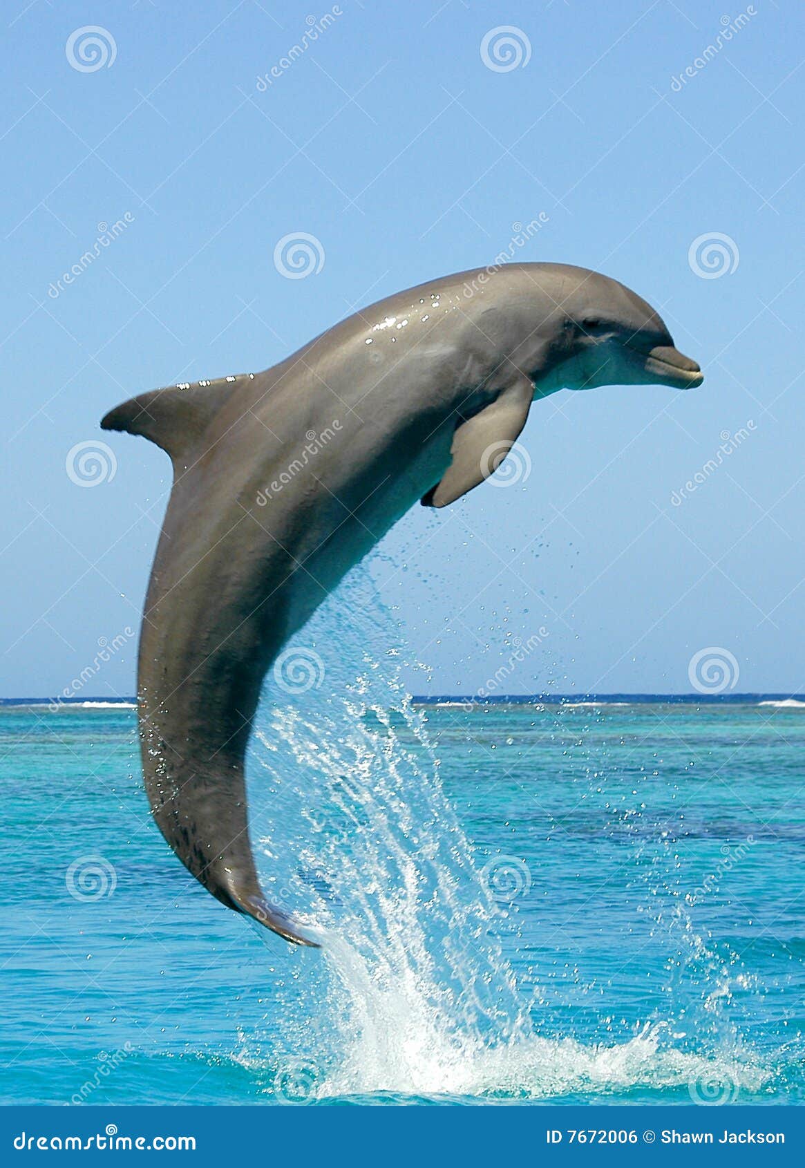 Delphin Lizenzfreies Stockbild - Bild: 7672006