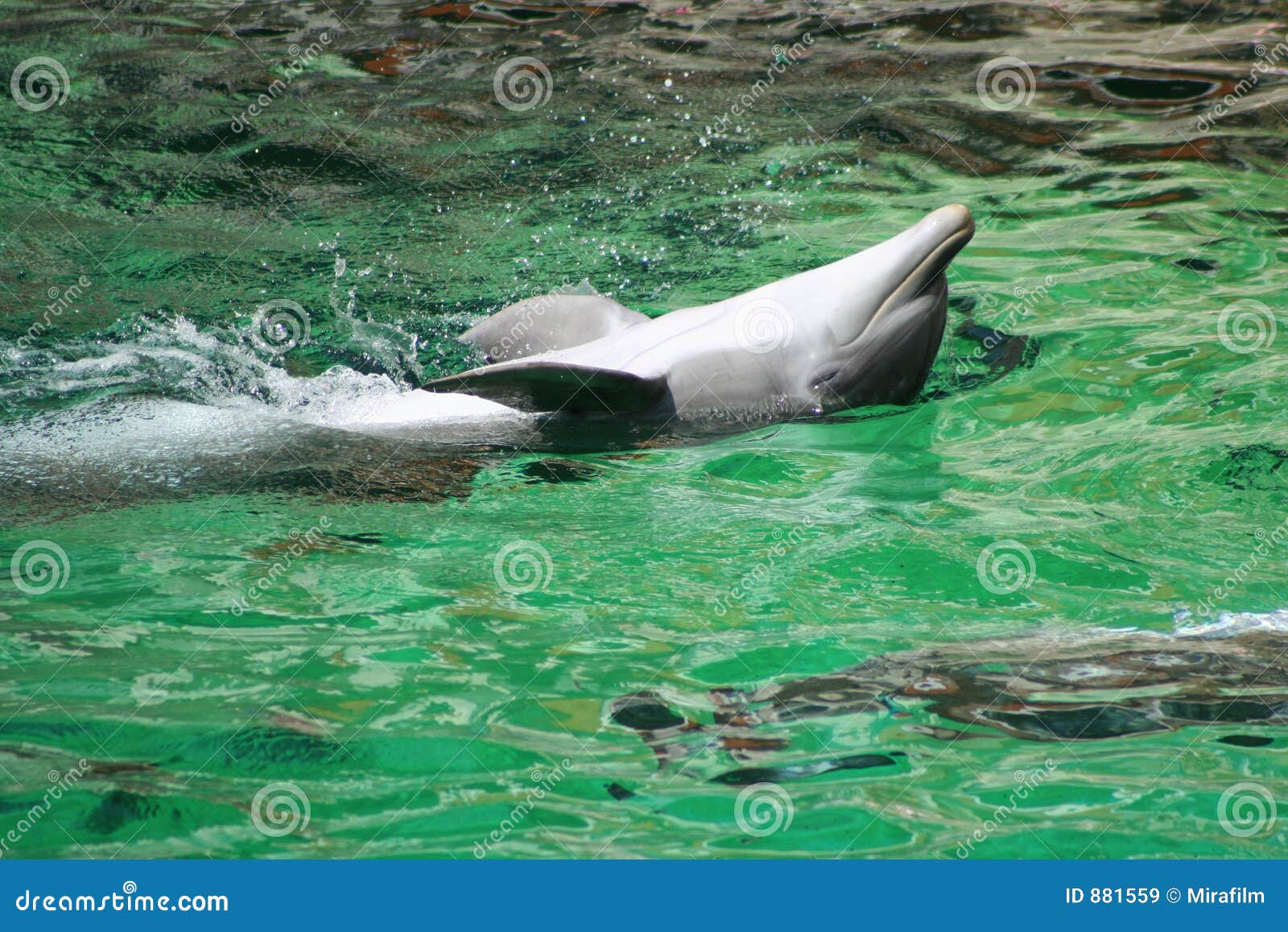 Delphin stockbild. Bild von leistung, schwimmen, sprung - 881559