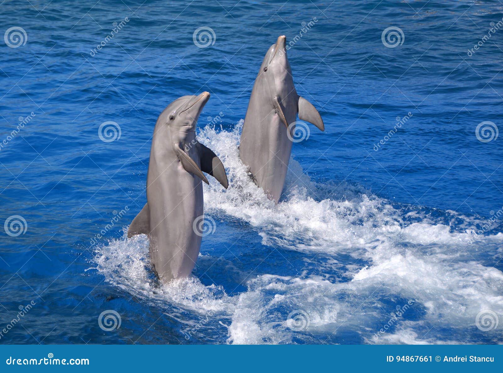 Delphin stockbild. Bild von spiel, glücklich, sprung - 94867661