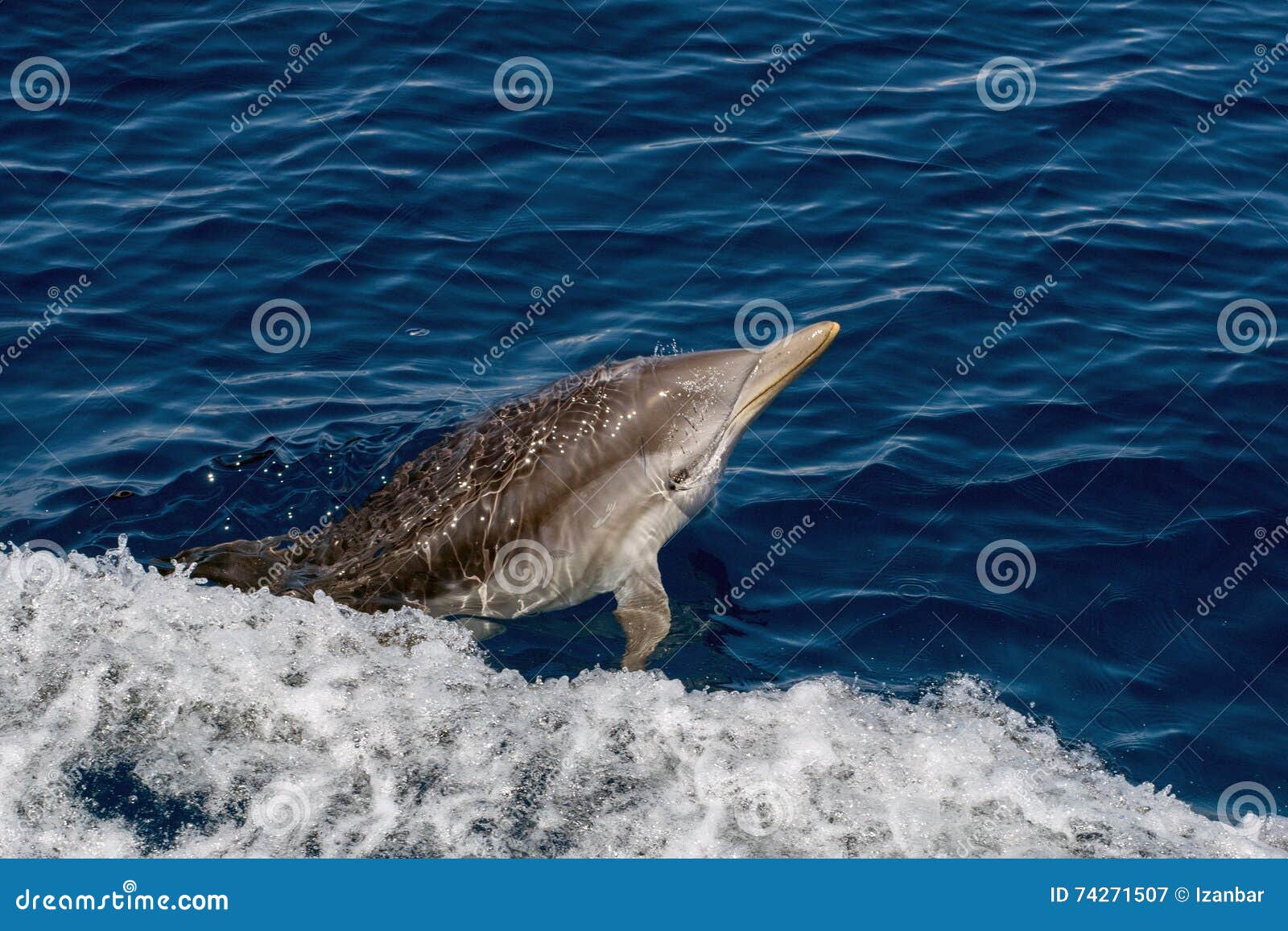 Delphin Beim Springen in Das Tiefe Blaue Meer Stockbild - Bild von ...