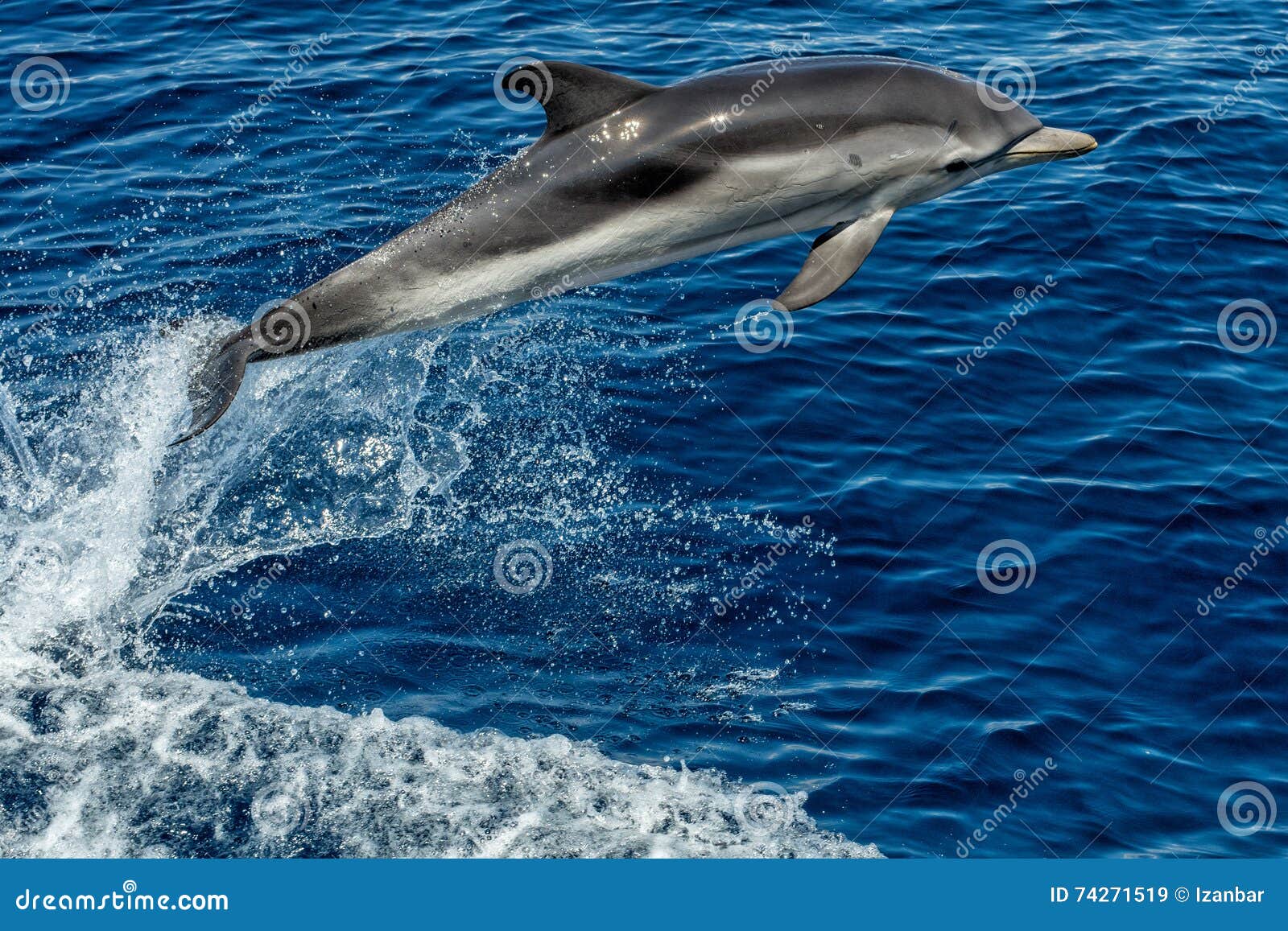 Delphin Beim Springen in Das Tiefe Blaue Meer Stockbild - Bild von ...