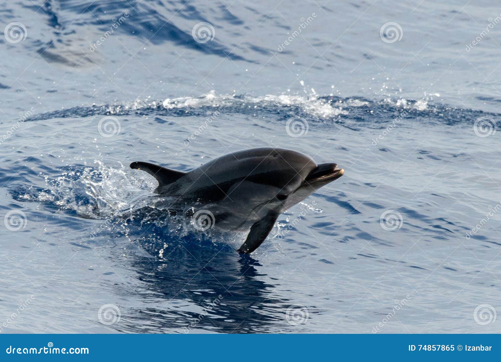 Delphin Beim Springen in Das Tiefe Blaue Meer Stockbild - Bild von ...