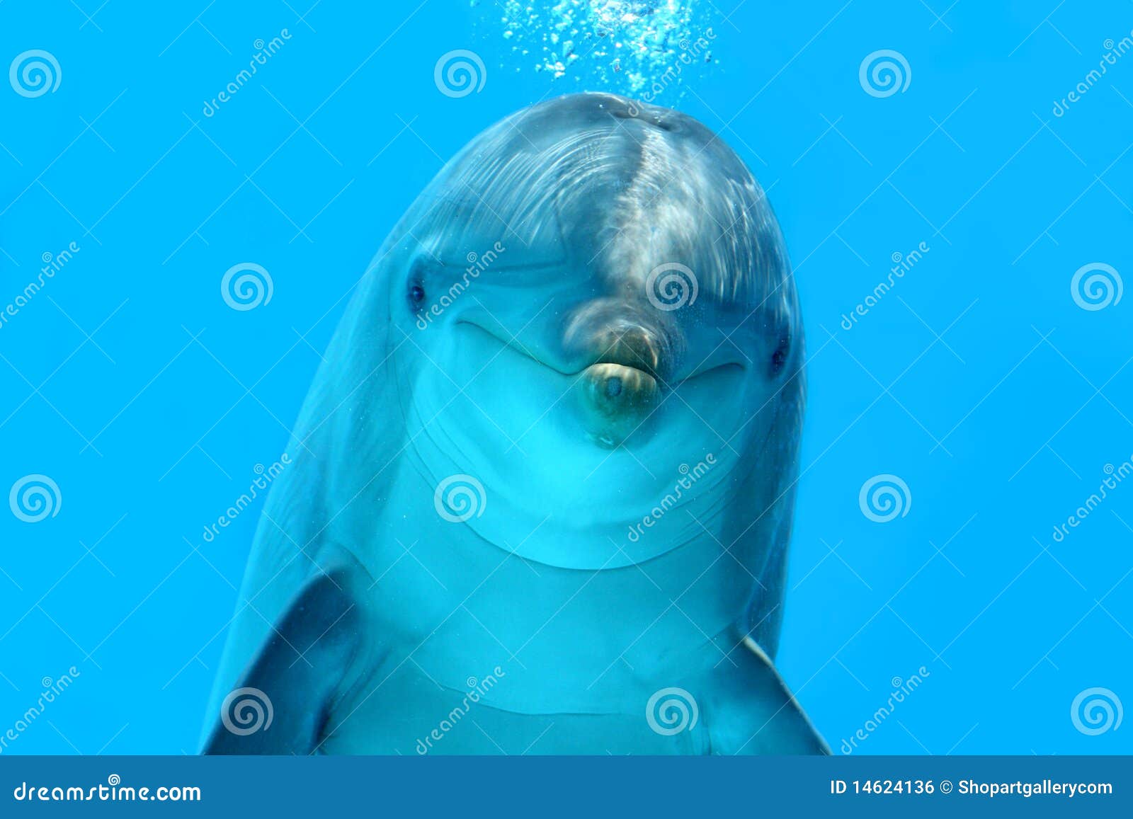 Delphin-Blick stockfoto. Bild von nett, neugier, delphin - 14624136