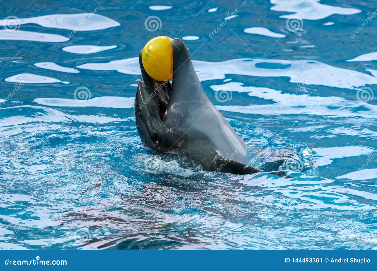 Delphin, Der Mit Einem Ball Im Wasser Spielt Stockbild - Bild von ...