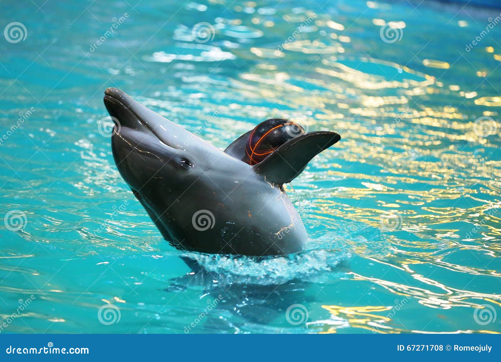 Delphin, Der Mit Einem Ball Spielt Stockfoto - Bild von spielen, kugel ...