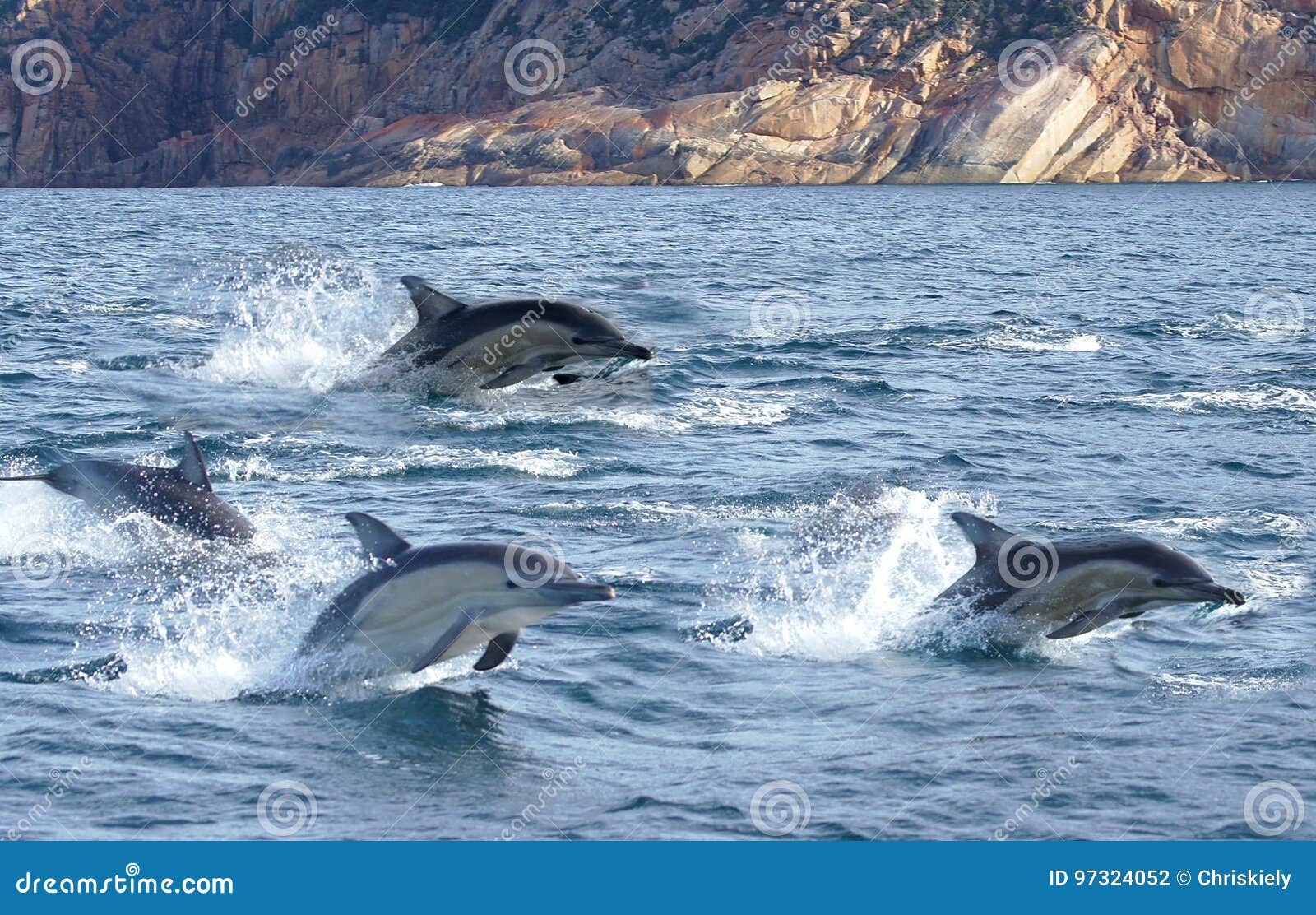 Delphin-Fliegen stockfoto. Bild von gelegentlich, delphine - 97324052