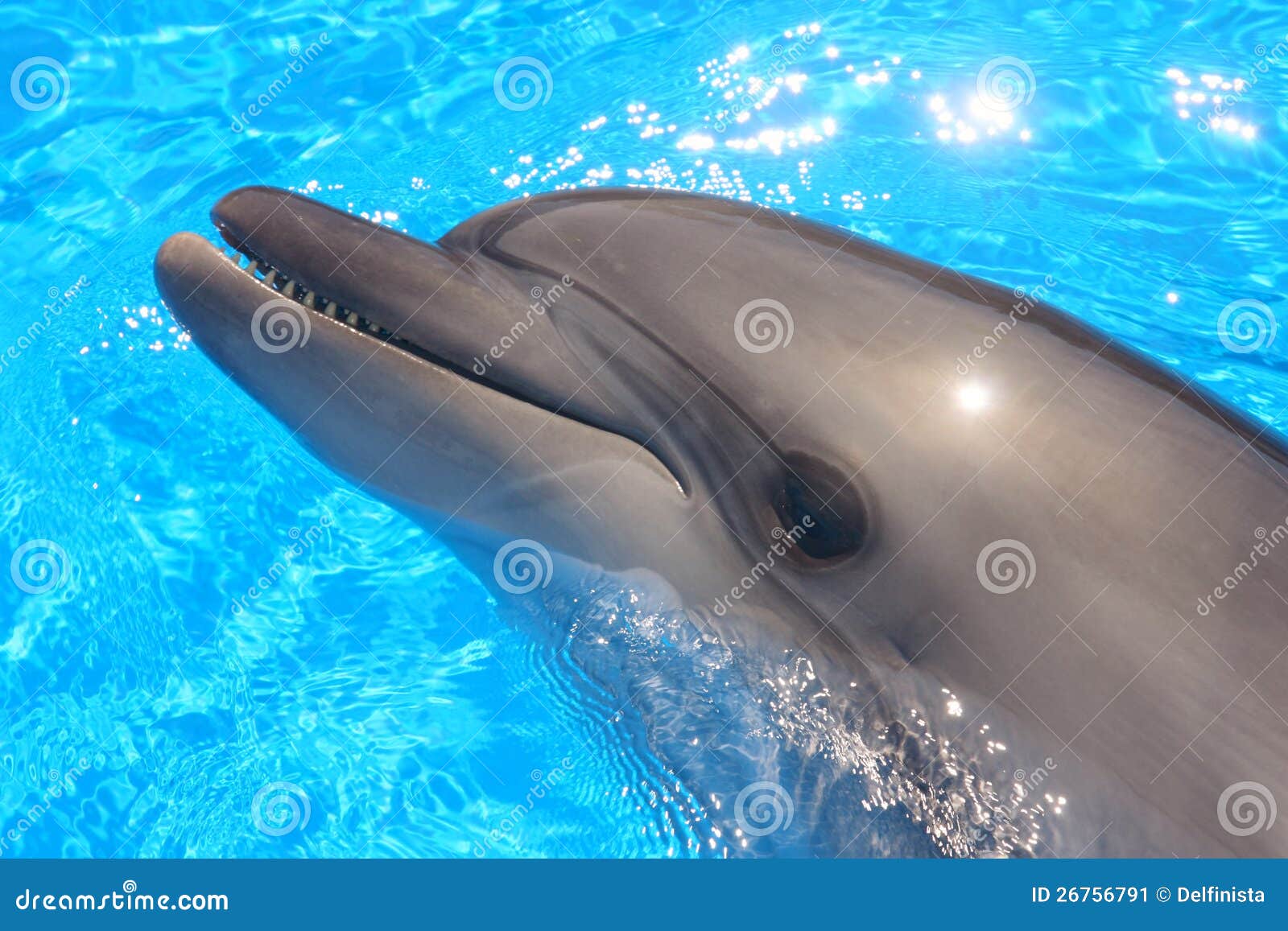 Delphin-Kopf - Auf Lagerfoto Stockbild - Bild von schreibtisch, flasche ...