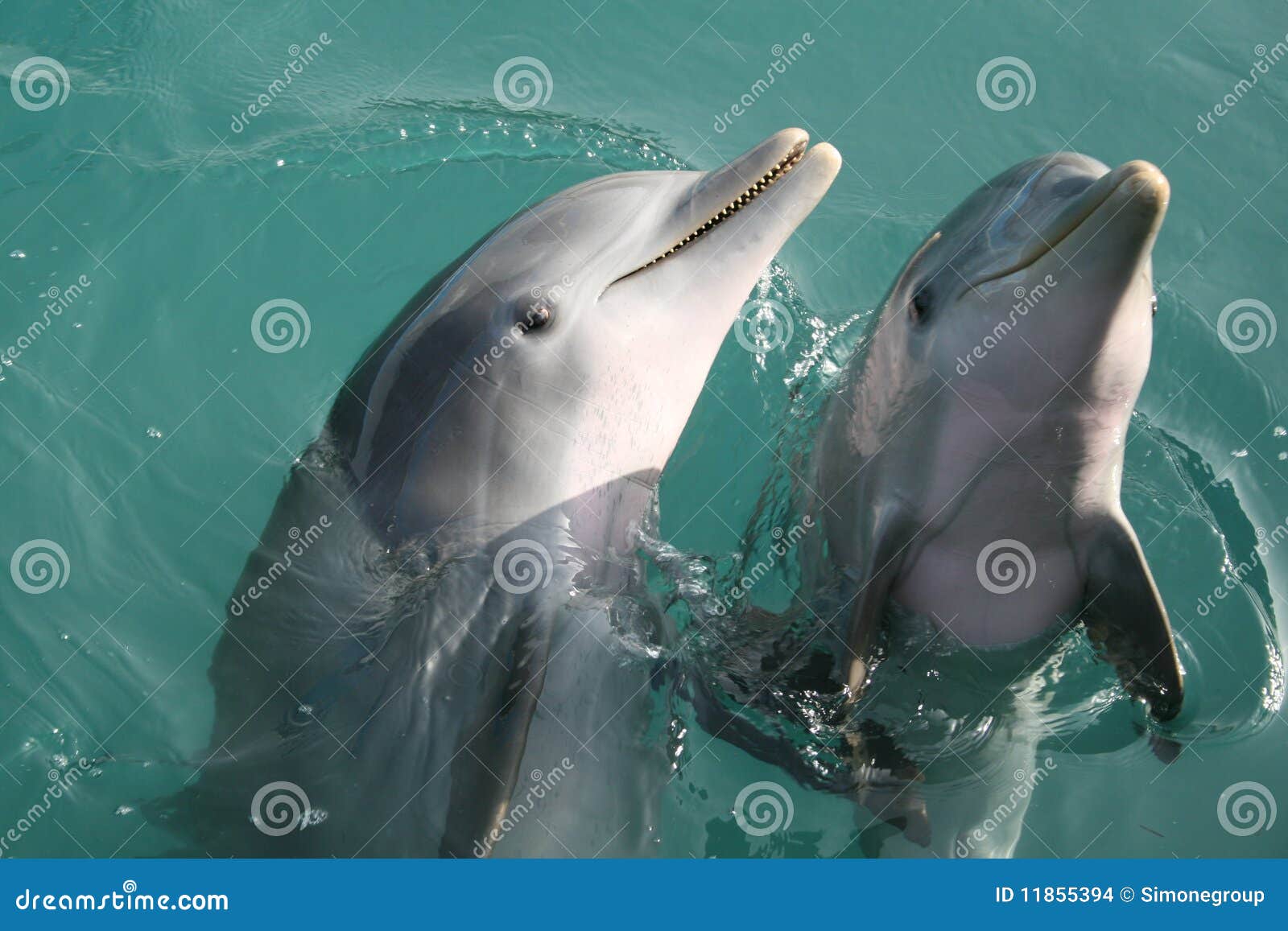 Delphine stockfoto. Bild von reise, bahamas, flirten - 11855394