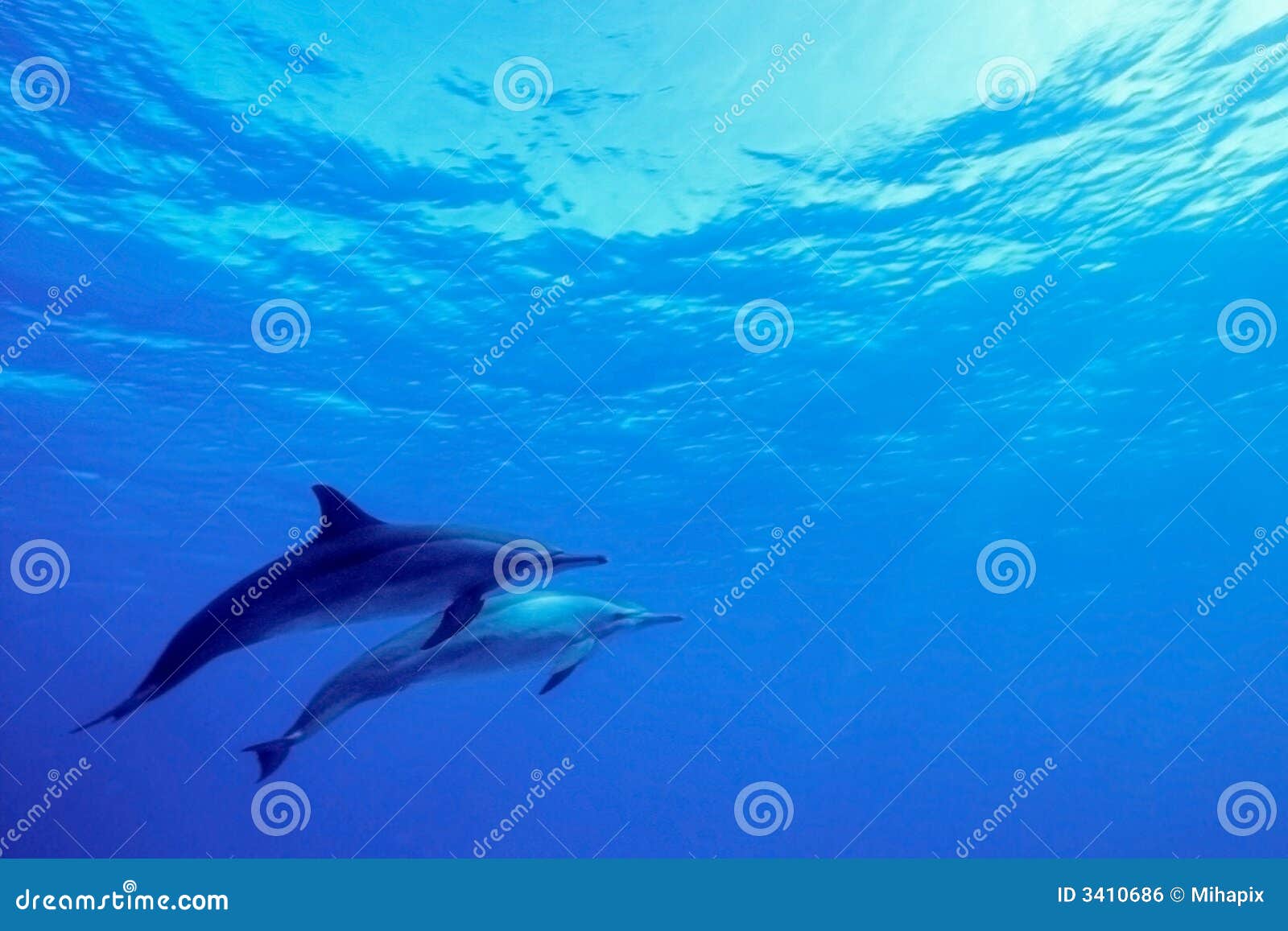 Delphine stockfoto. Bild von rückenwirbel, golden, zwei - 3410686