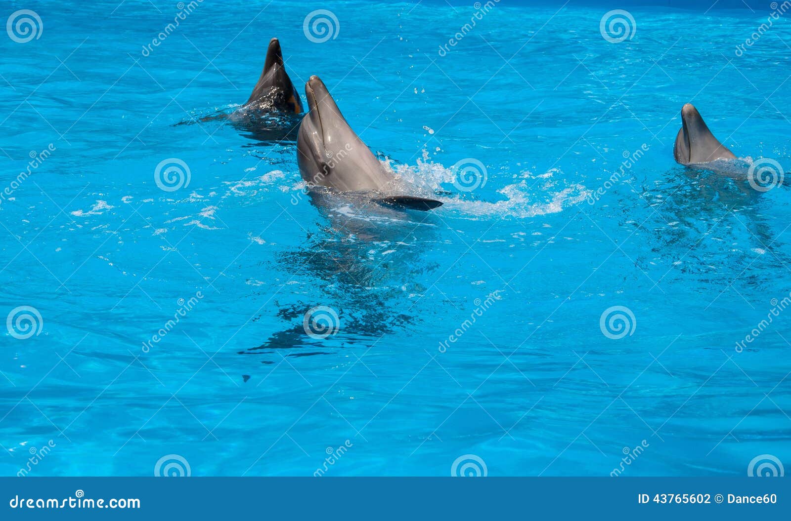 Delphine stockfoto. Bild von marinesoldat, tiere, delphin - 43765602