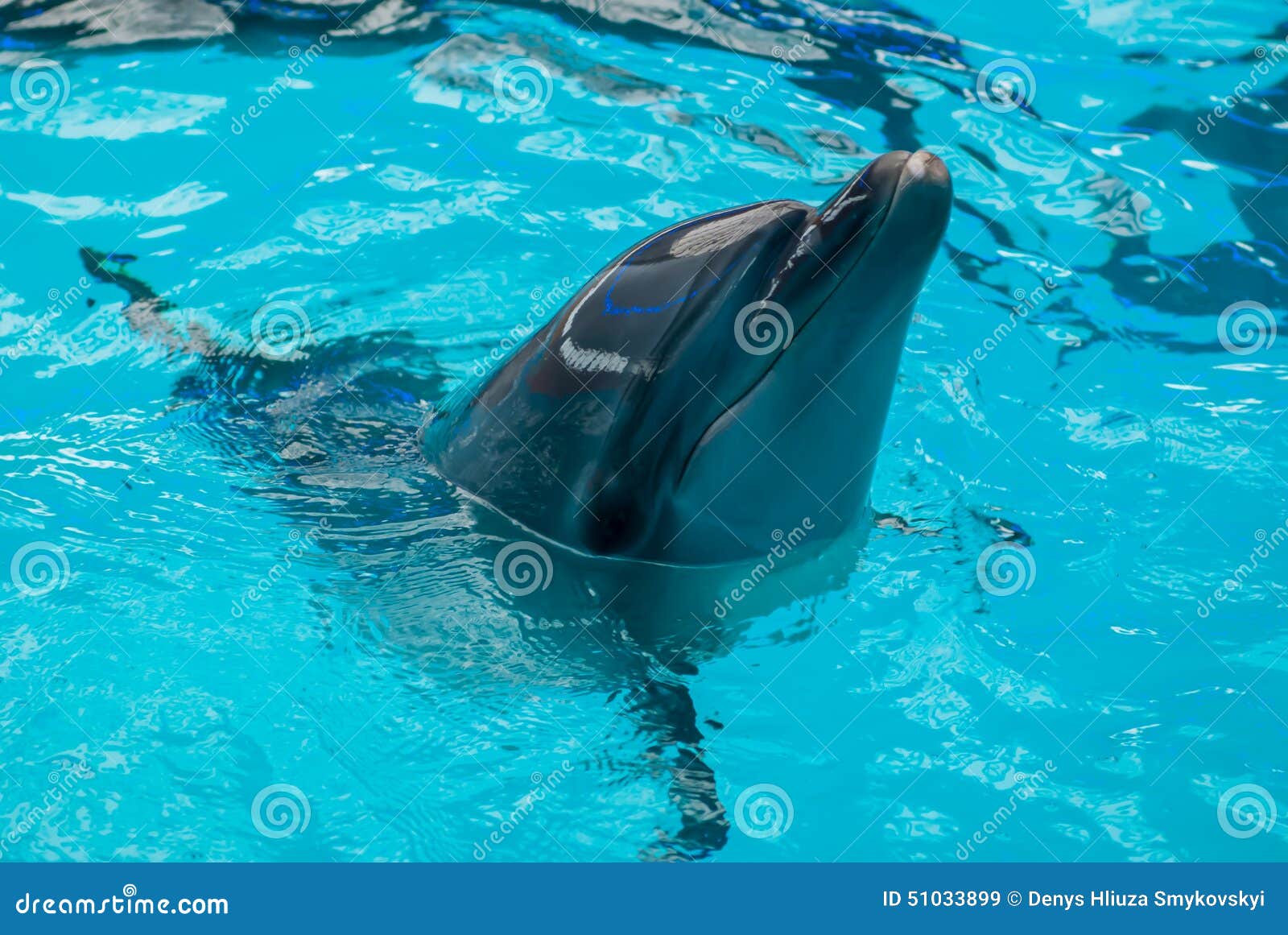 Delphine stockbild. Bild von relax, delphine, darstellung - 51033899