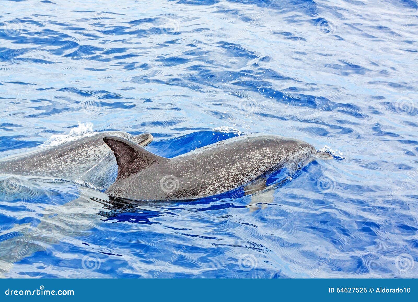 Delphine stockfoto. Bild von wild, delphine, welle, leben - 64627526