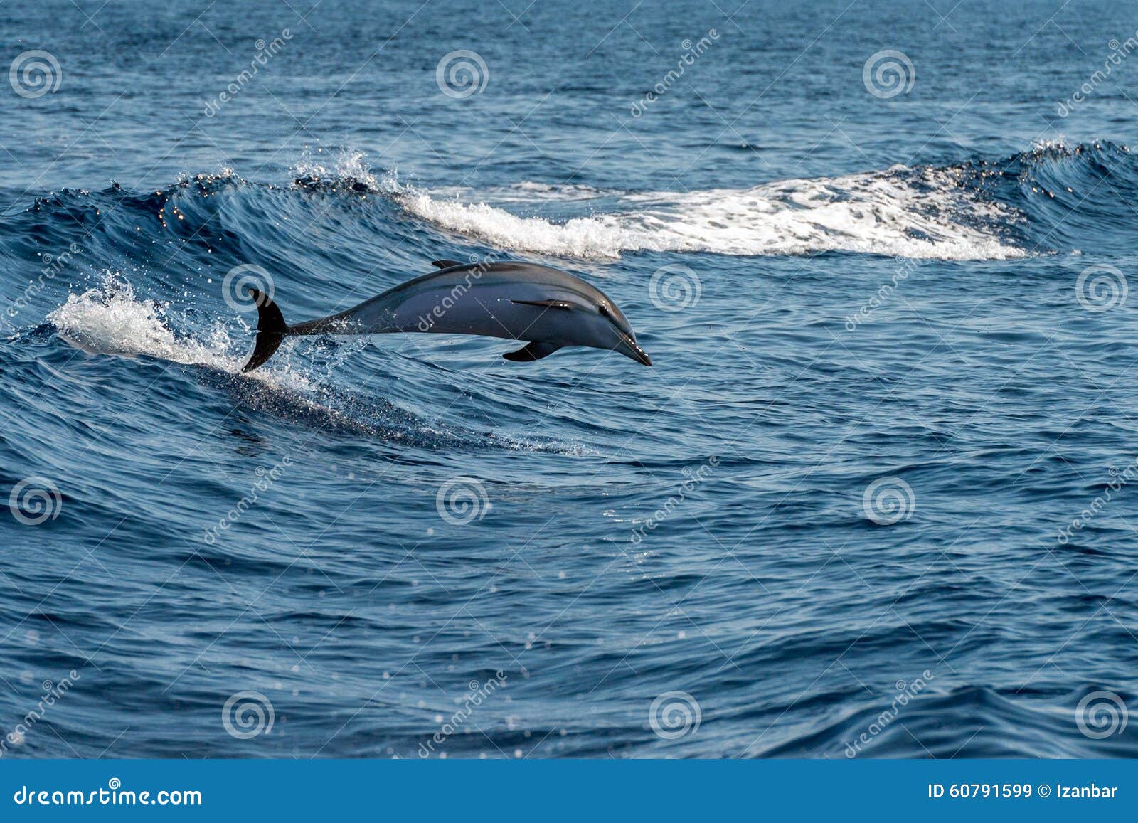 Delphine Beim Springen in Das Tiefe Blaue Meer Stockbild - Bild von ...