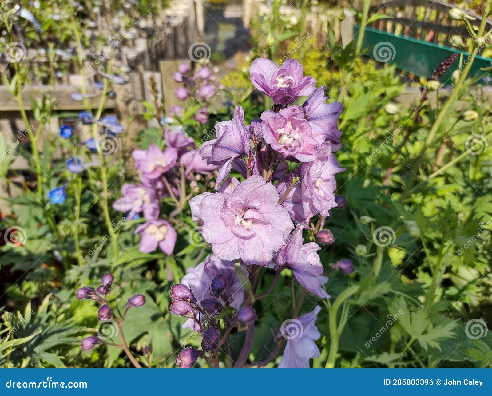 Delphinium Astolat stock photo. Image of nature, closeup - 285803396
