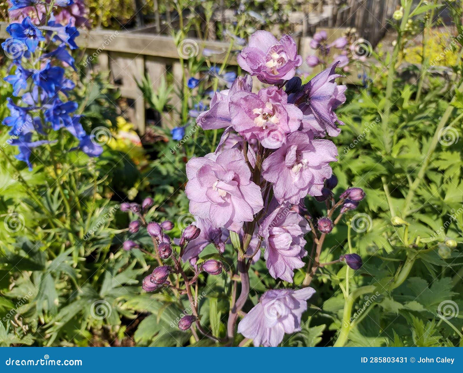 Delphinium Astolat stock image. Image of petal, season - 285803431