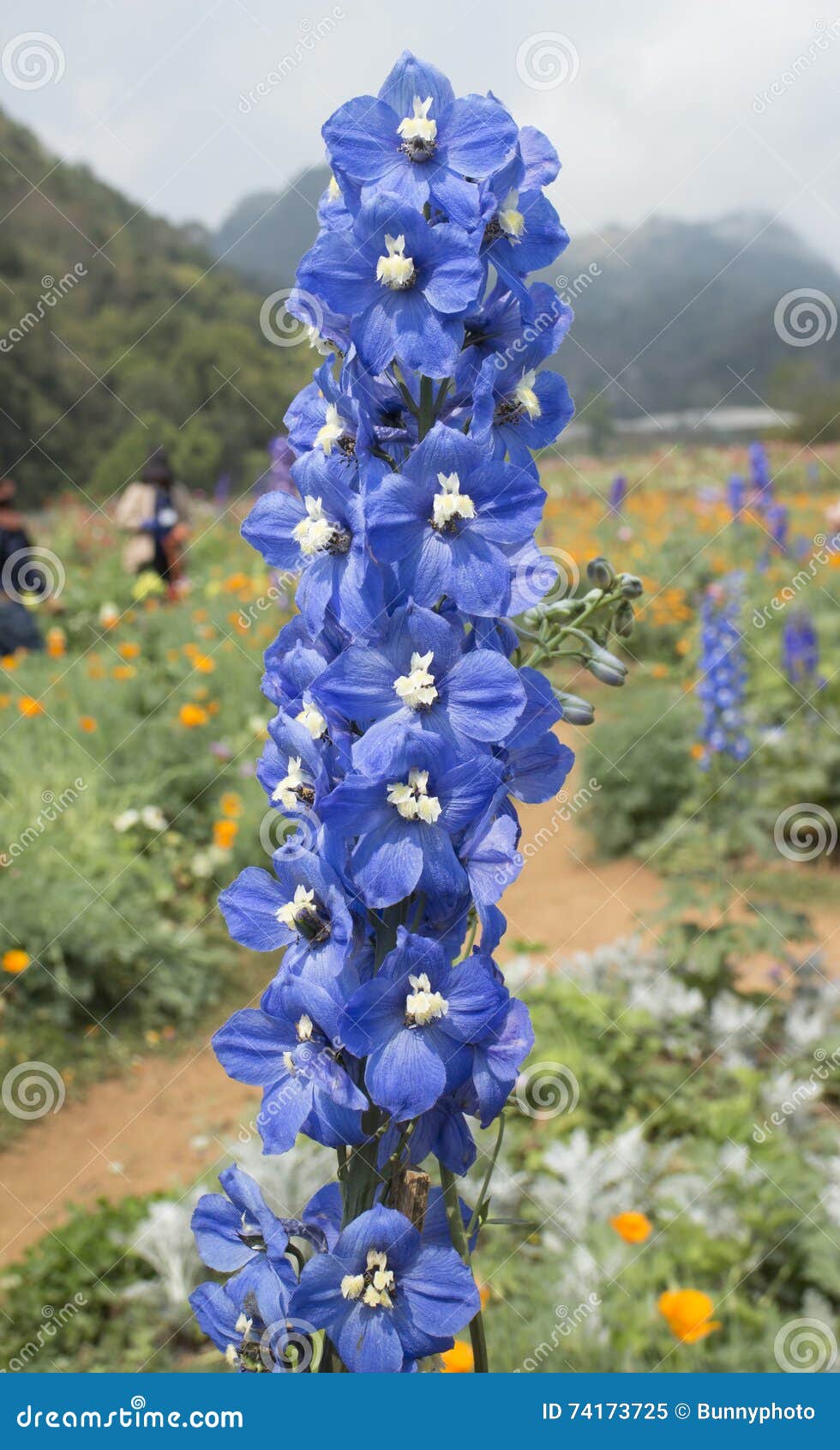 Delphinium Blue Bird Flower Stock Image - Image of bright, closeup ...